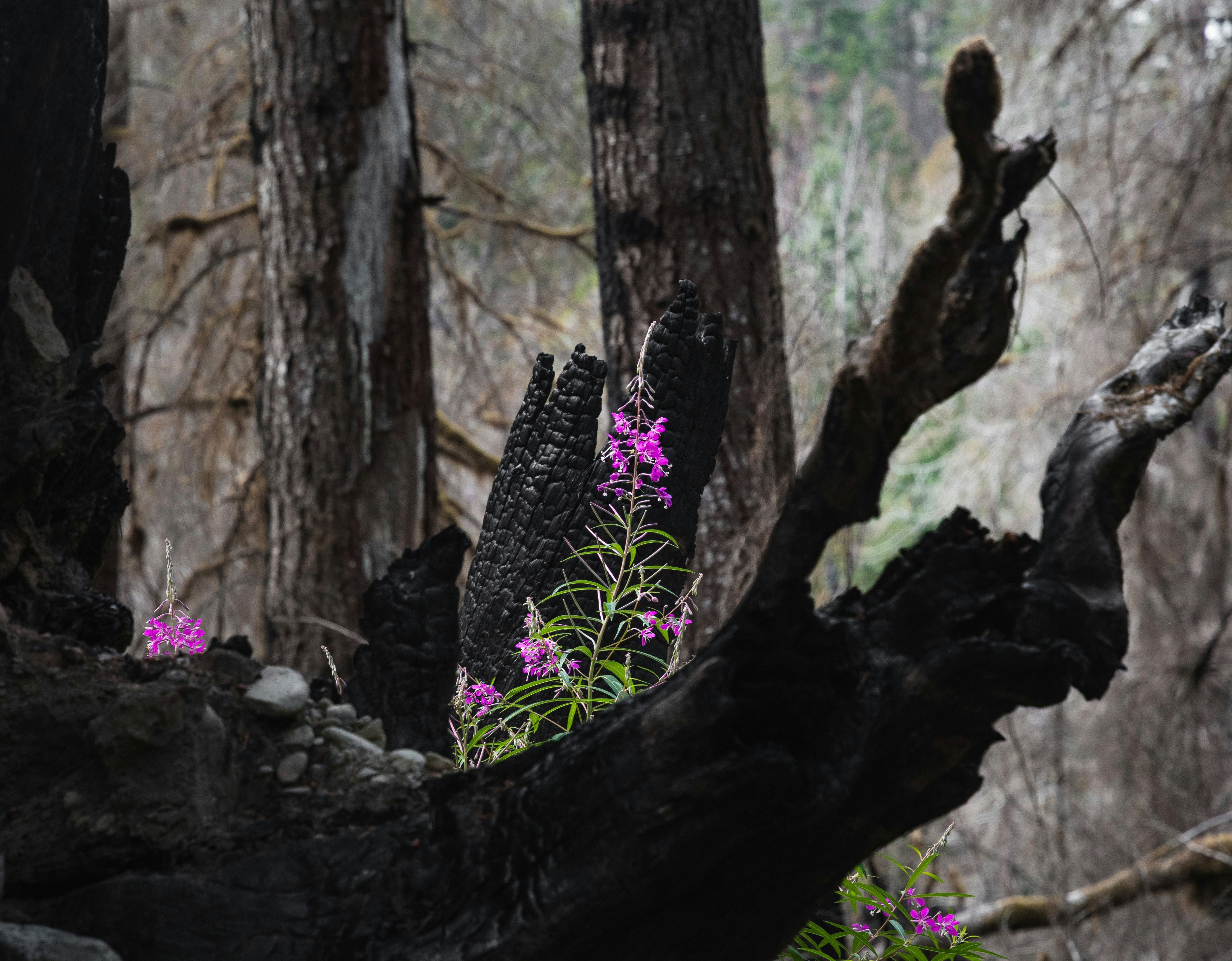 Emerald Spike: A Sageflower Holds Court Among Charred Remnants