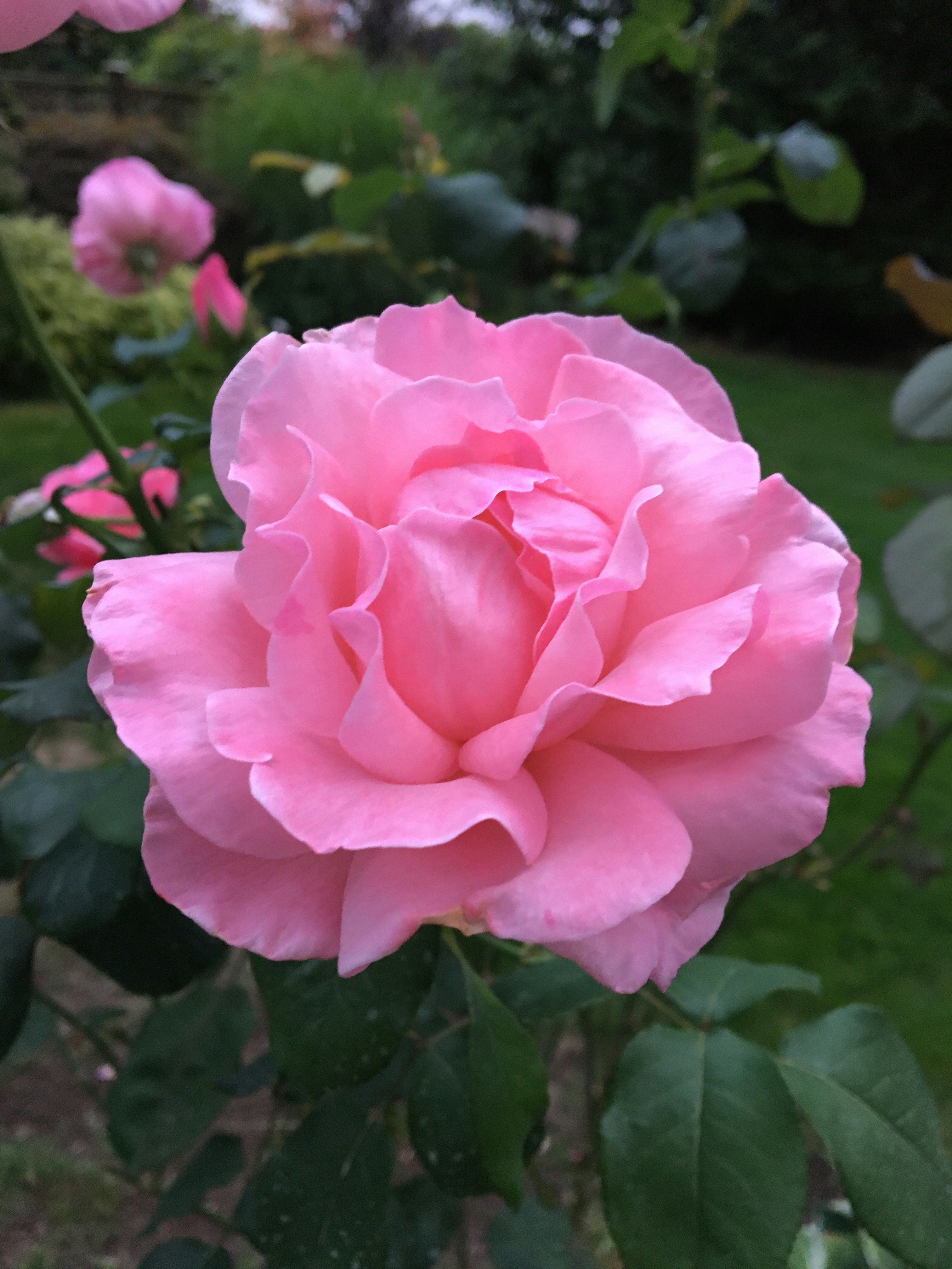 Center Bloom: A Soft-Pink Rose in Quiet Garden Light