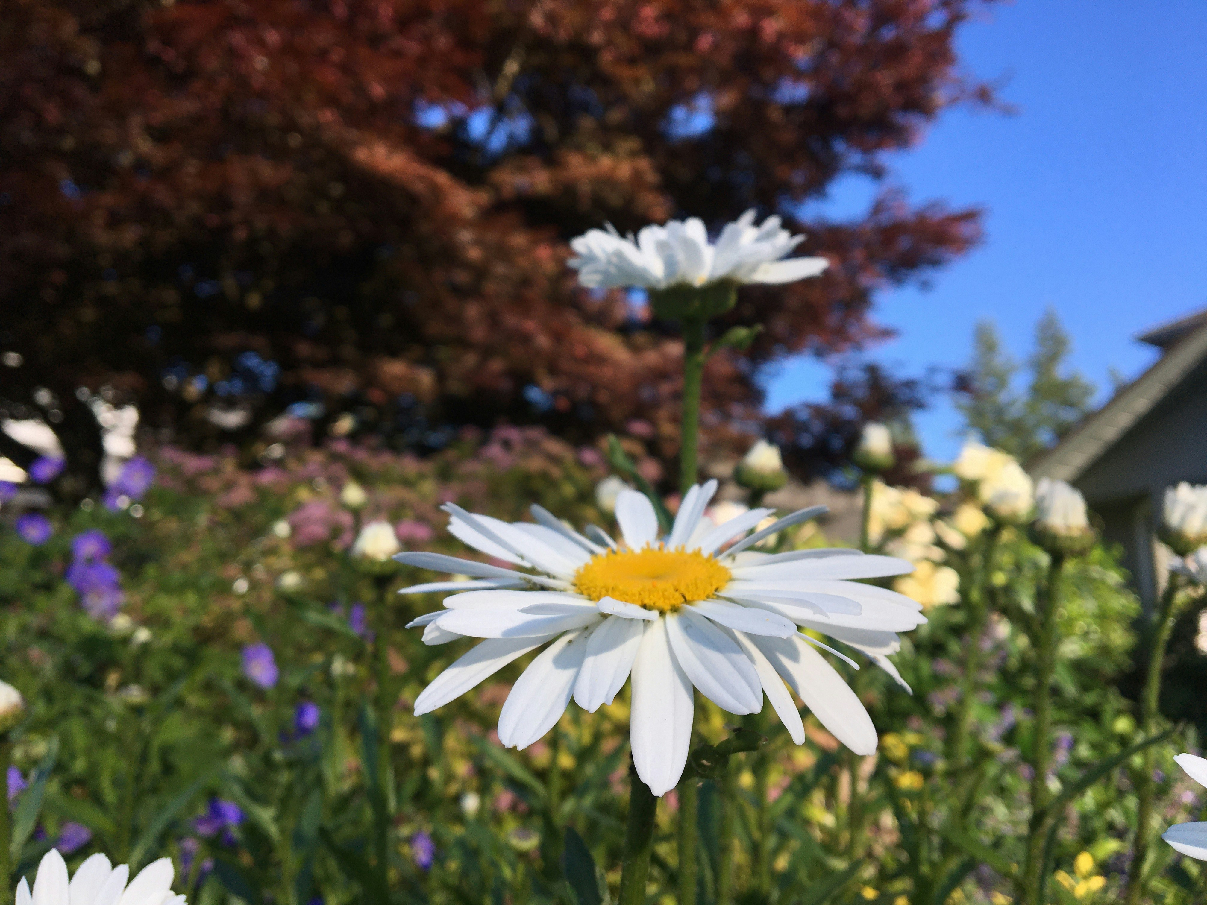 Center Daisy in a Bright Garden Burst