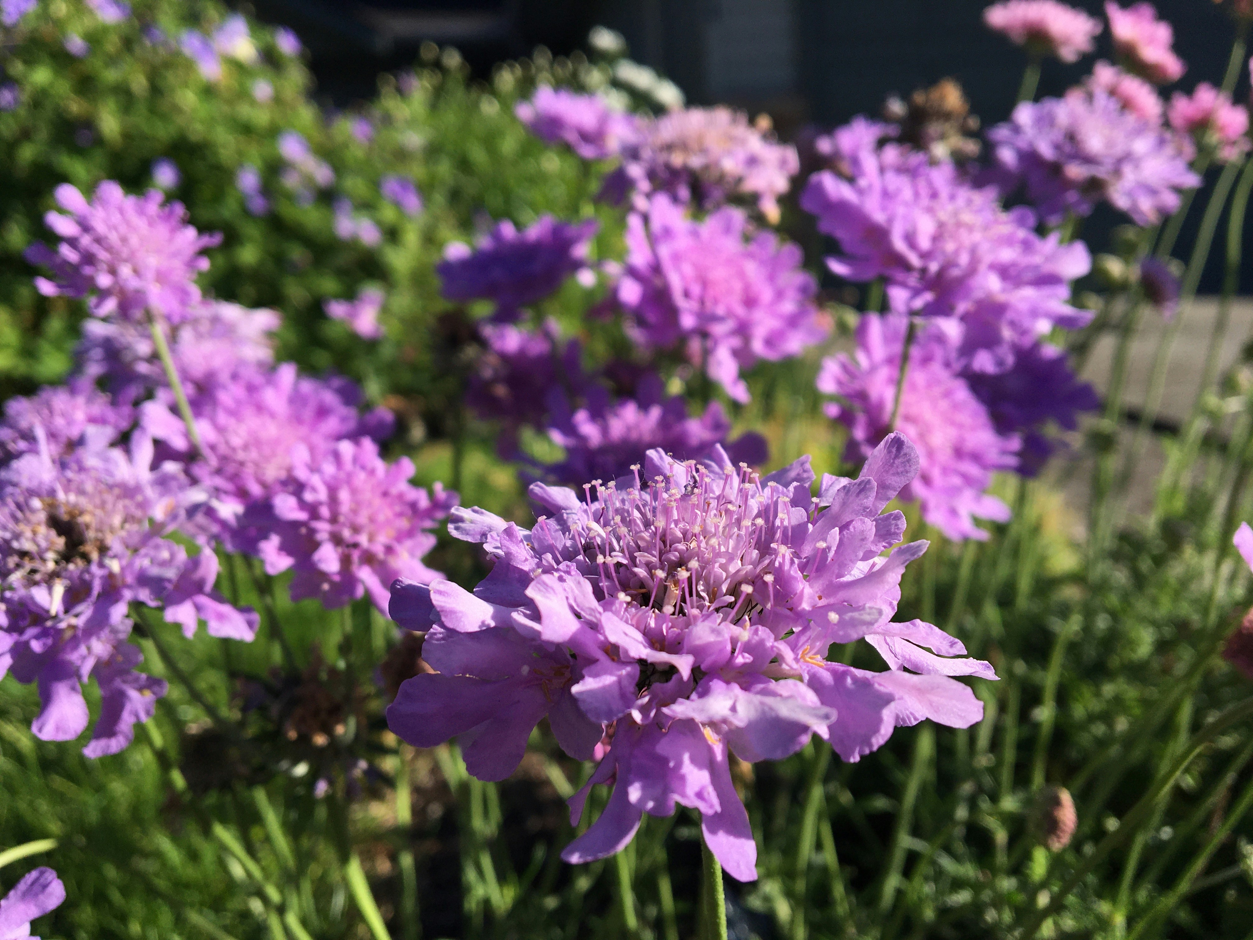 Central Bloom: A Violet Sea in Focus