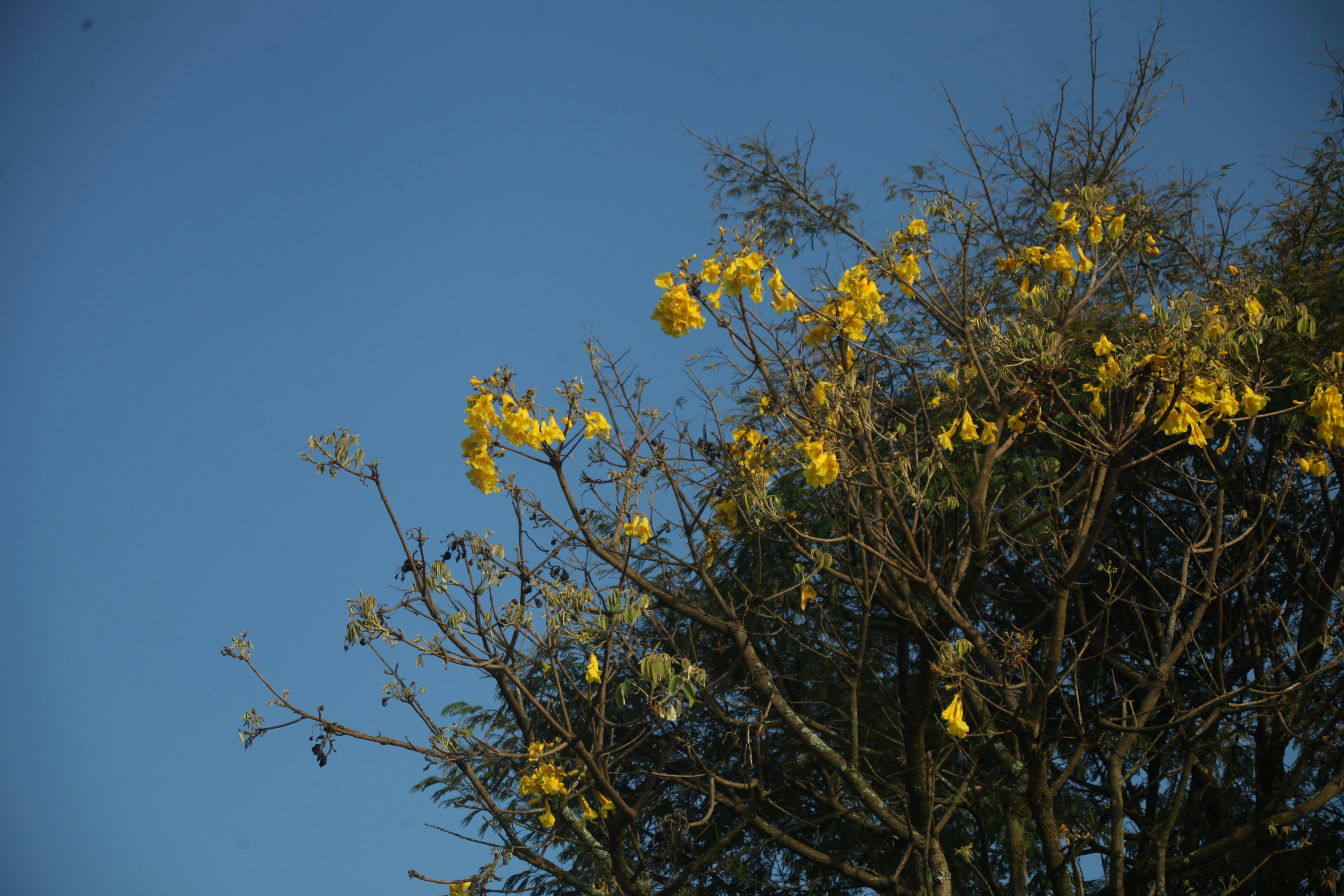Yellow flowers punctuate the upper-right tree against a deep blue sky, highlighting seasonal bloom with a minimal skyline.