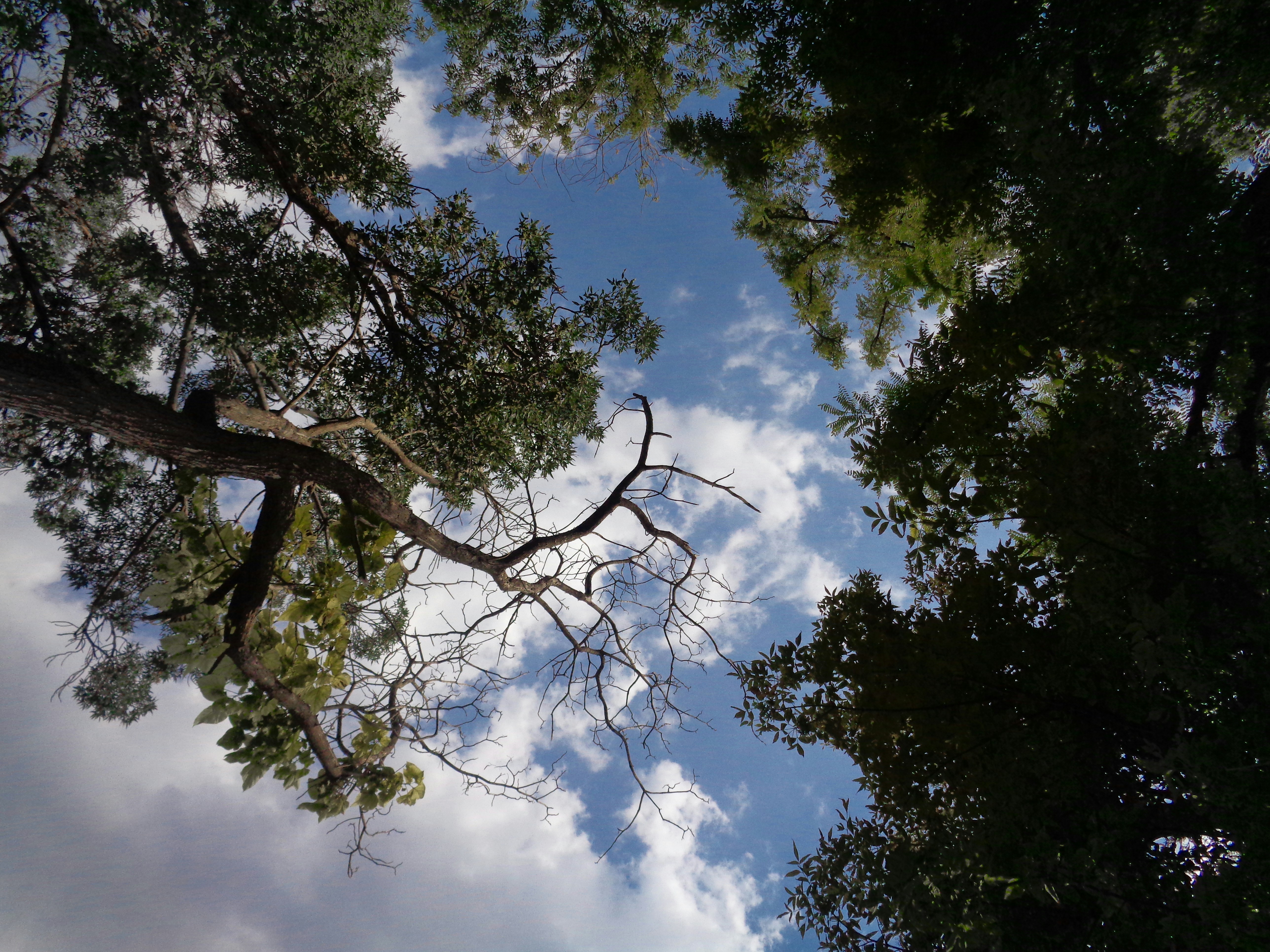 Skyward canopy: branches weaving toward a blue horizon