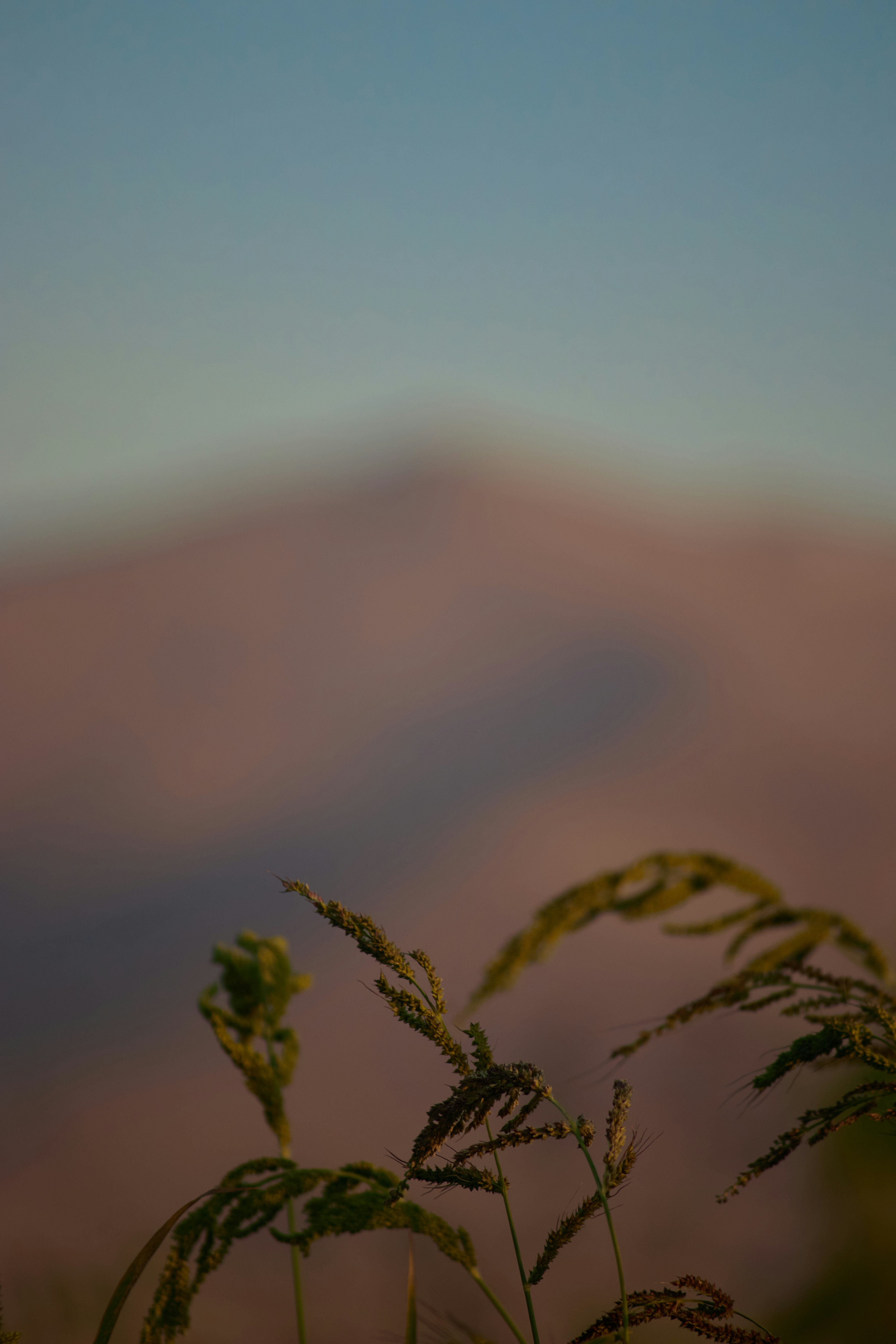 Foreground grasses in soft focus with distant mountain glow