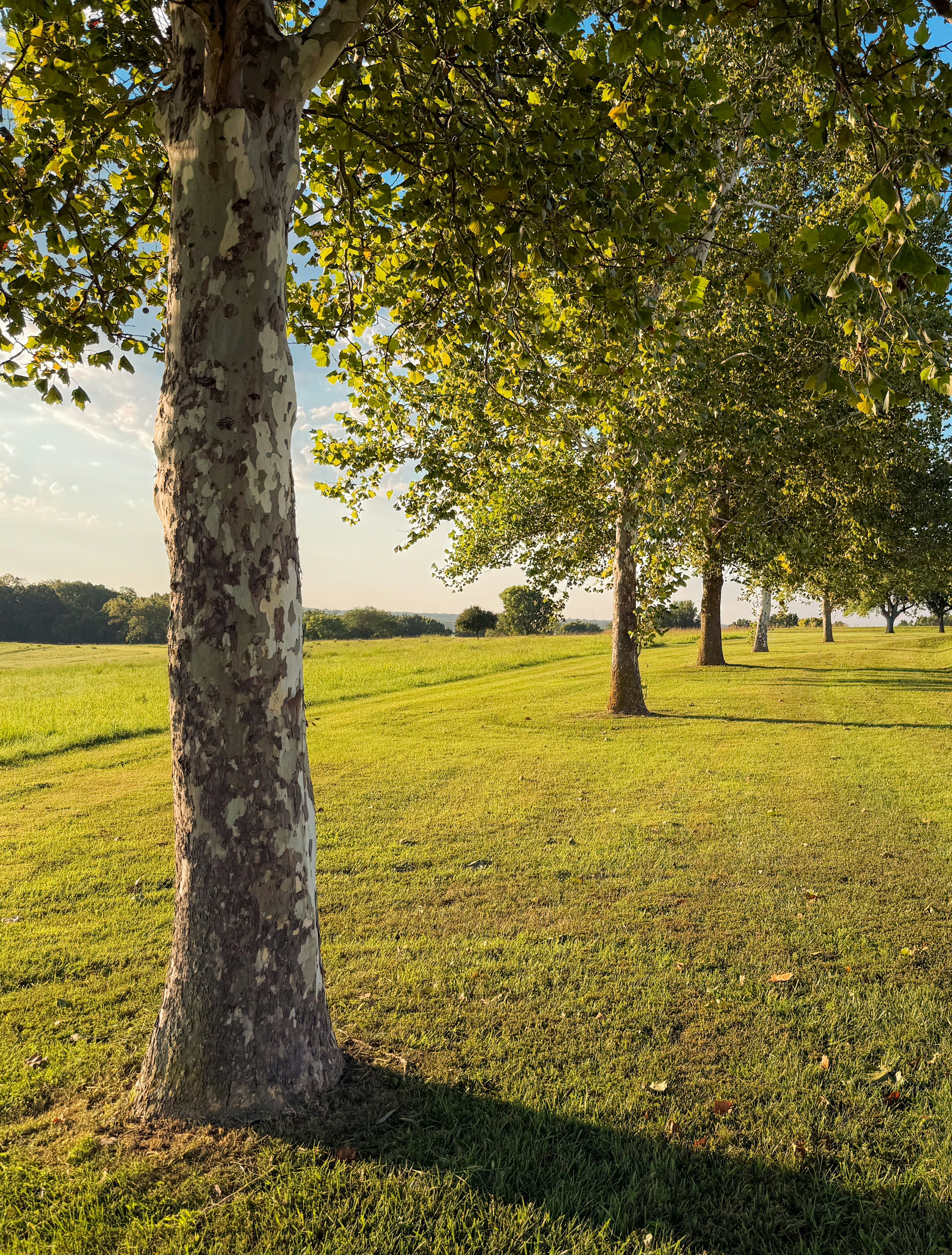 Lines of Light: A Row of Shadows under a Sunlit Groves
