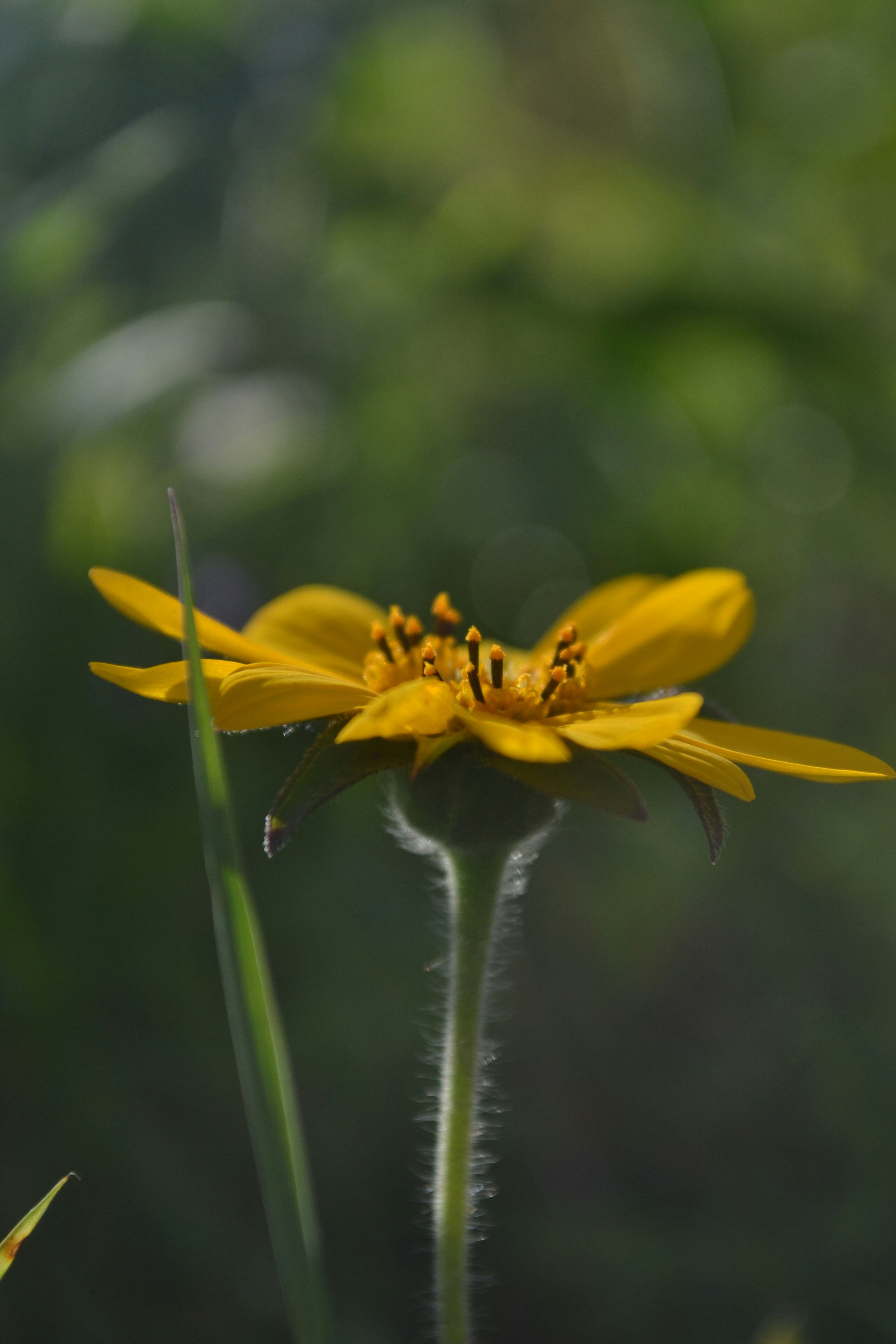 Golden Bloom in Soft Backlight