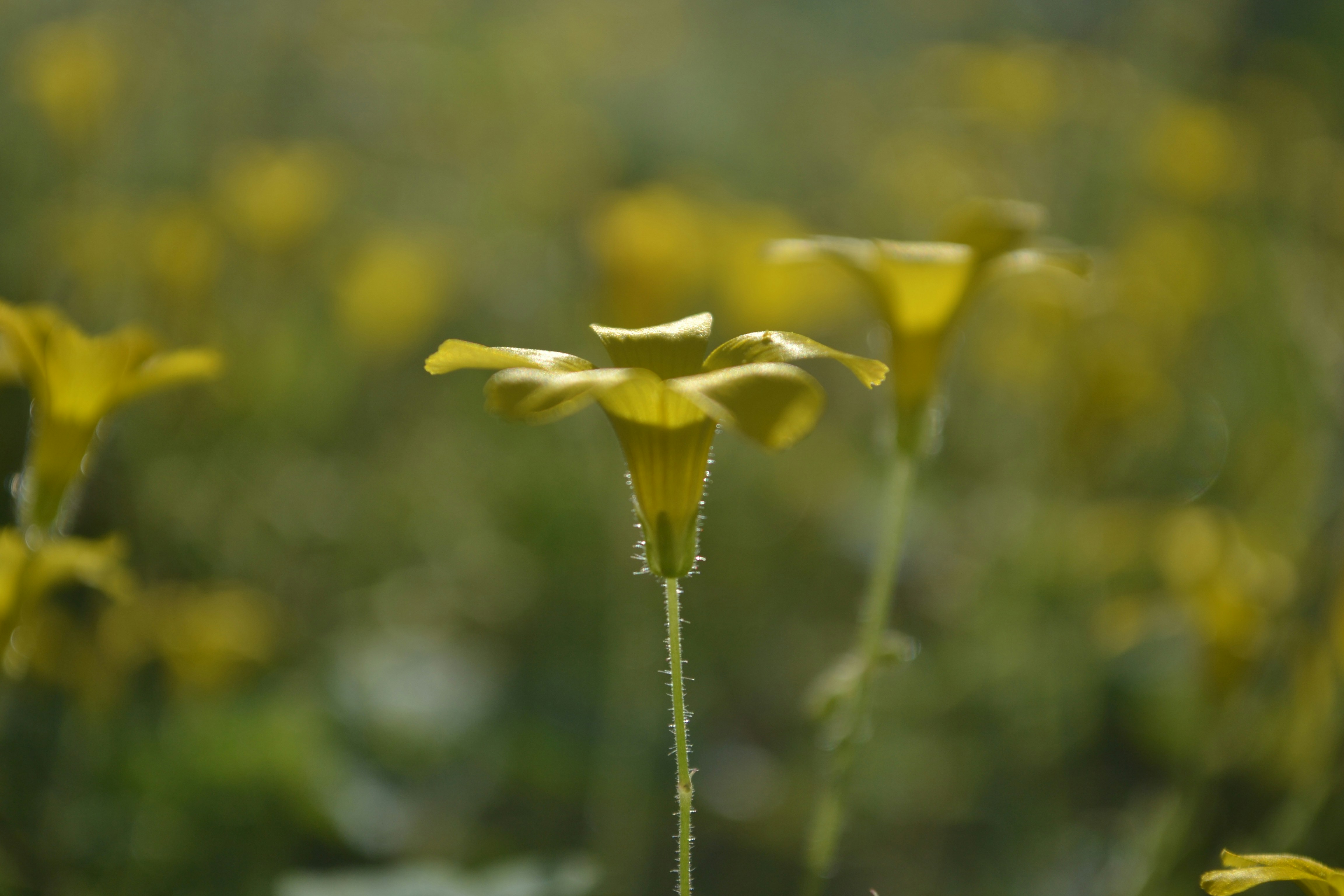 Center Bloom: A Field of Sunlit Dandelions in Soft Focus