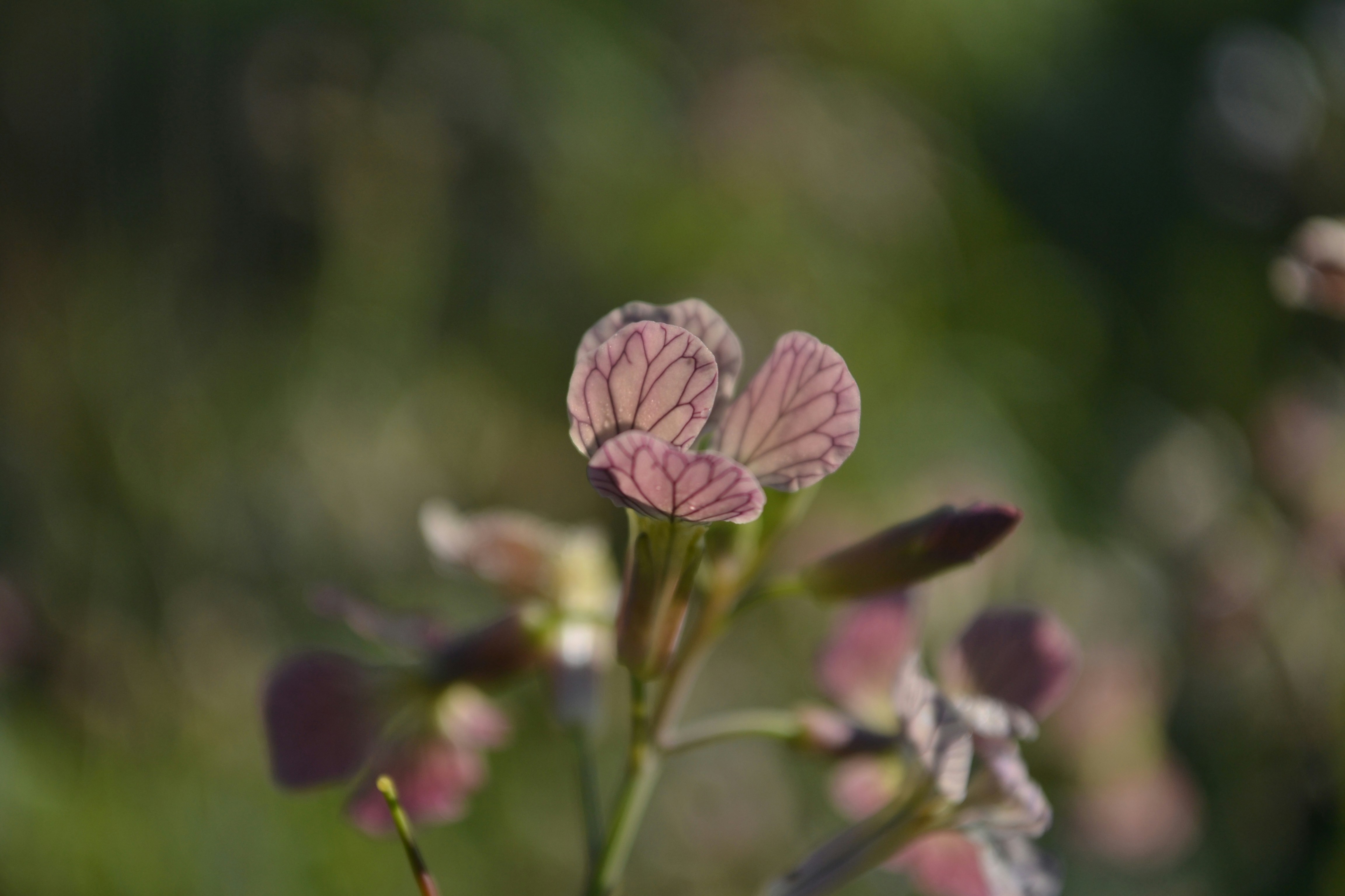 Petal Knight: a delicate bloom under soft daylight