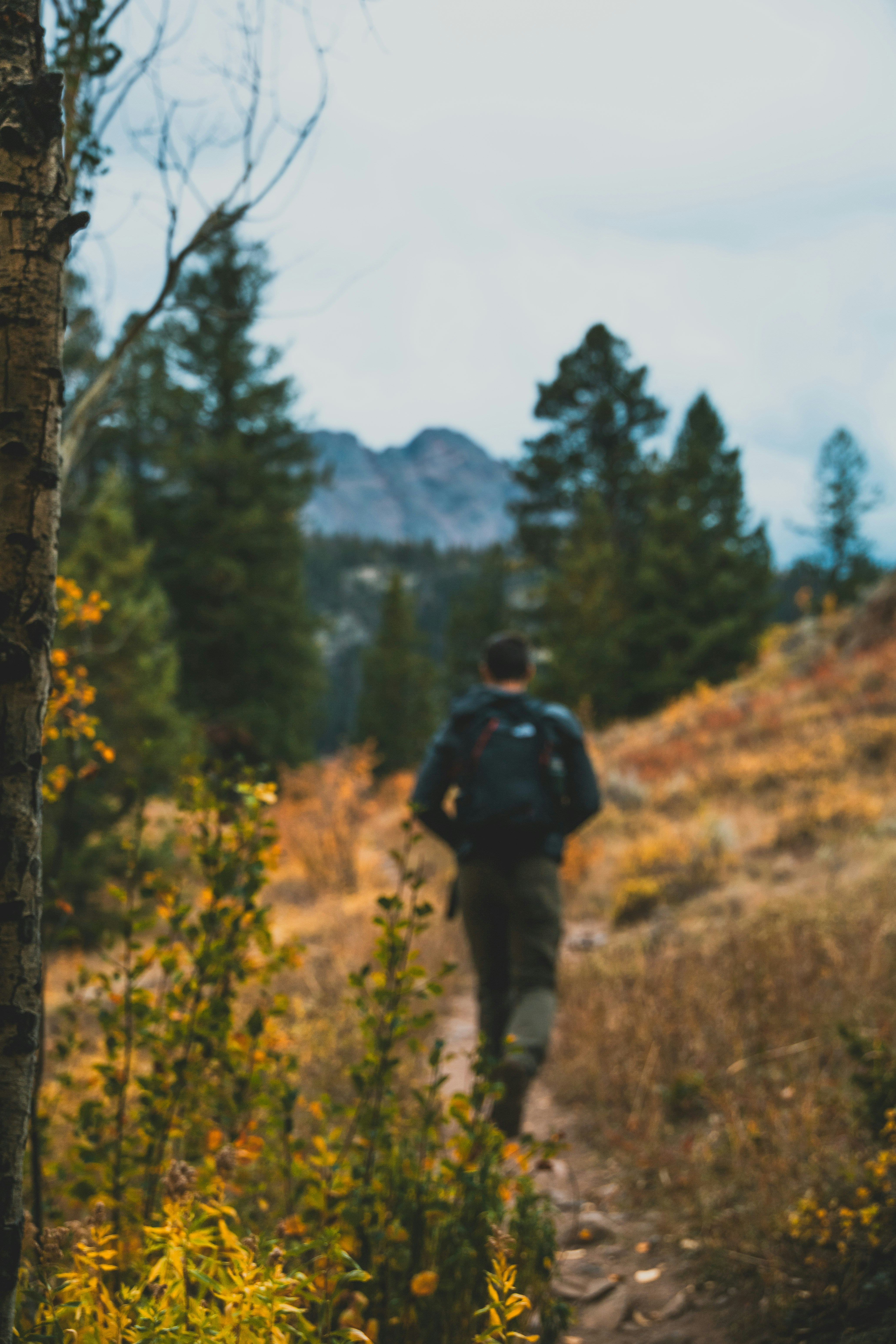 Trail Traveler Amid Autumn Pines