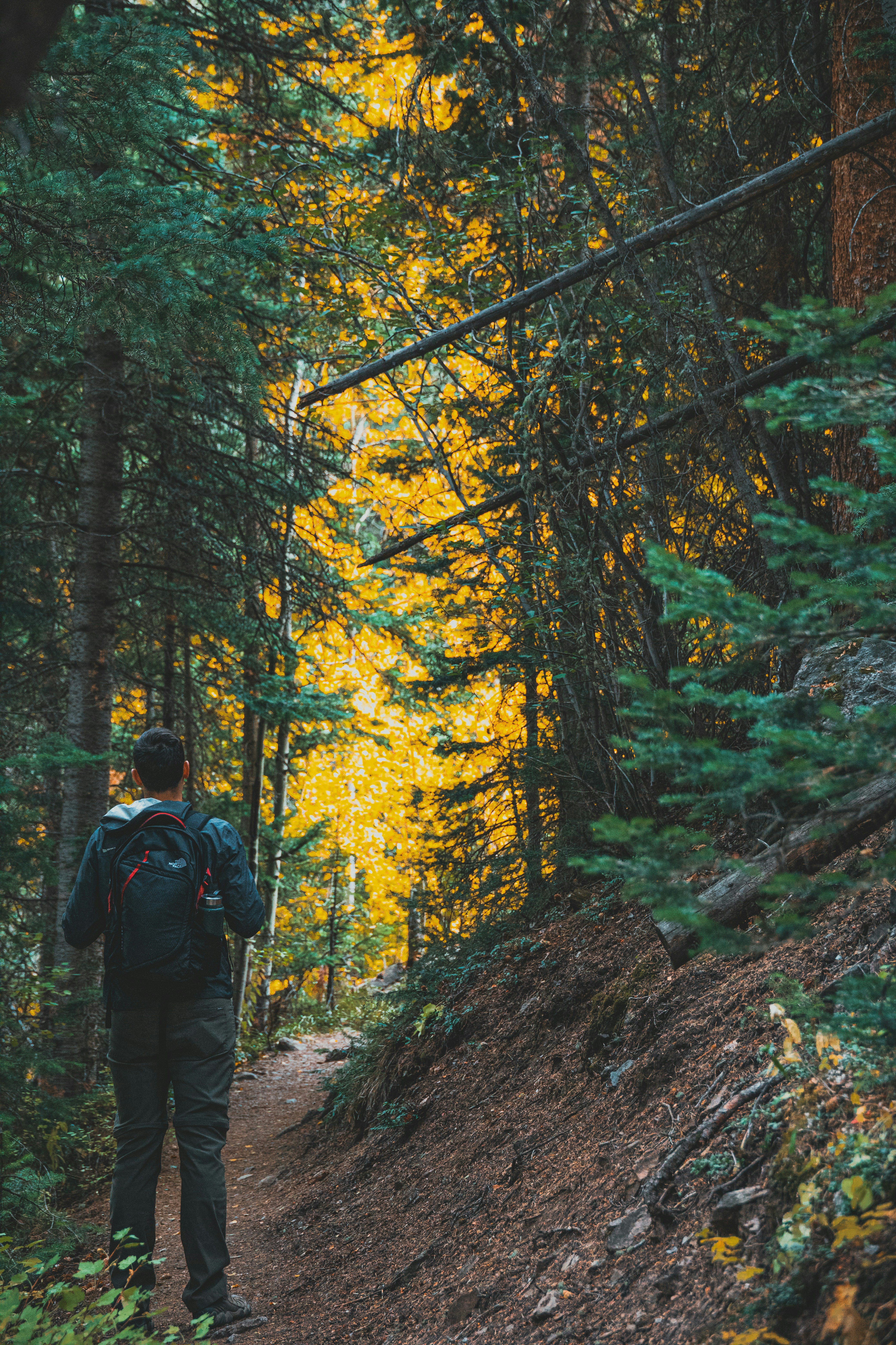 Trail to the Golden Gate: Hiker Beneath a Forest of Autumn Light