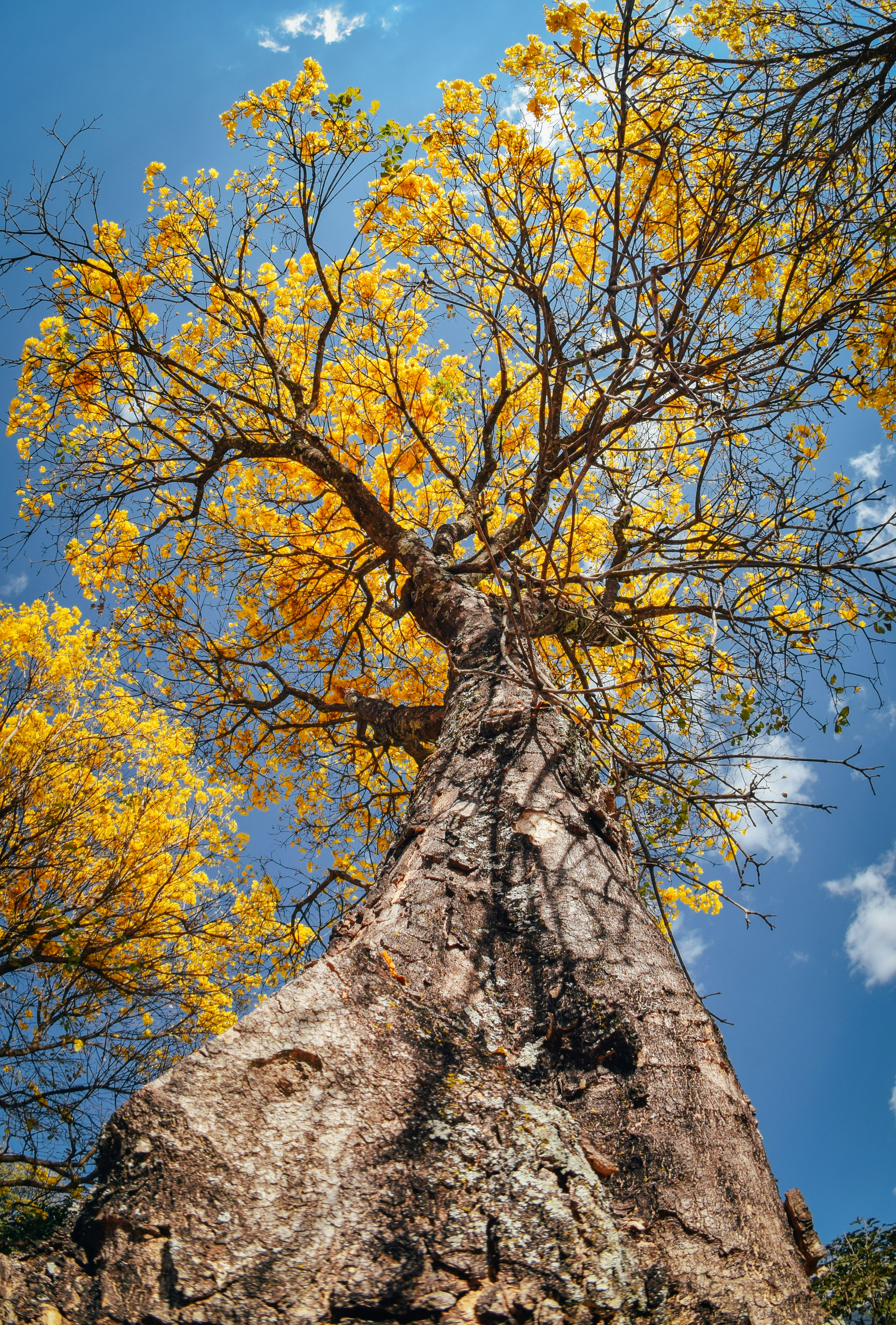 Golden canopy Reaches for the Sky