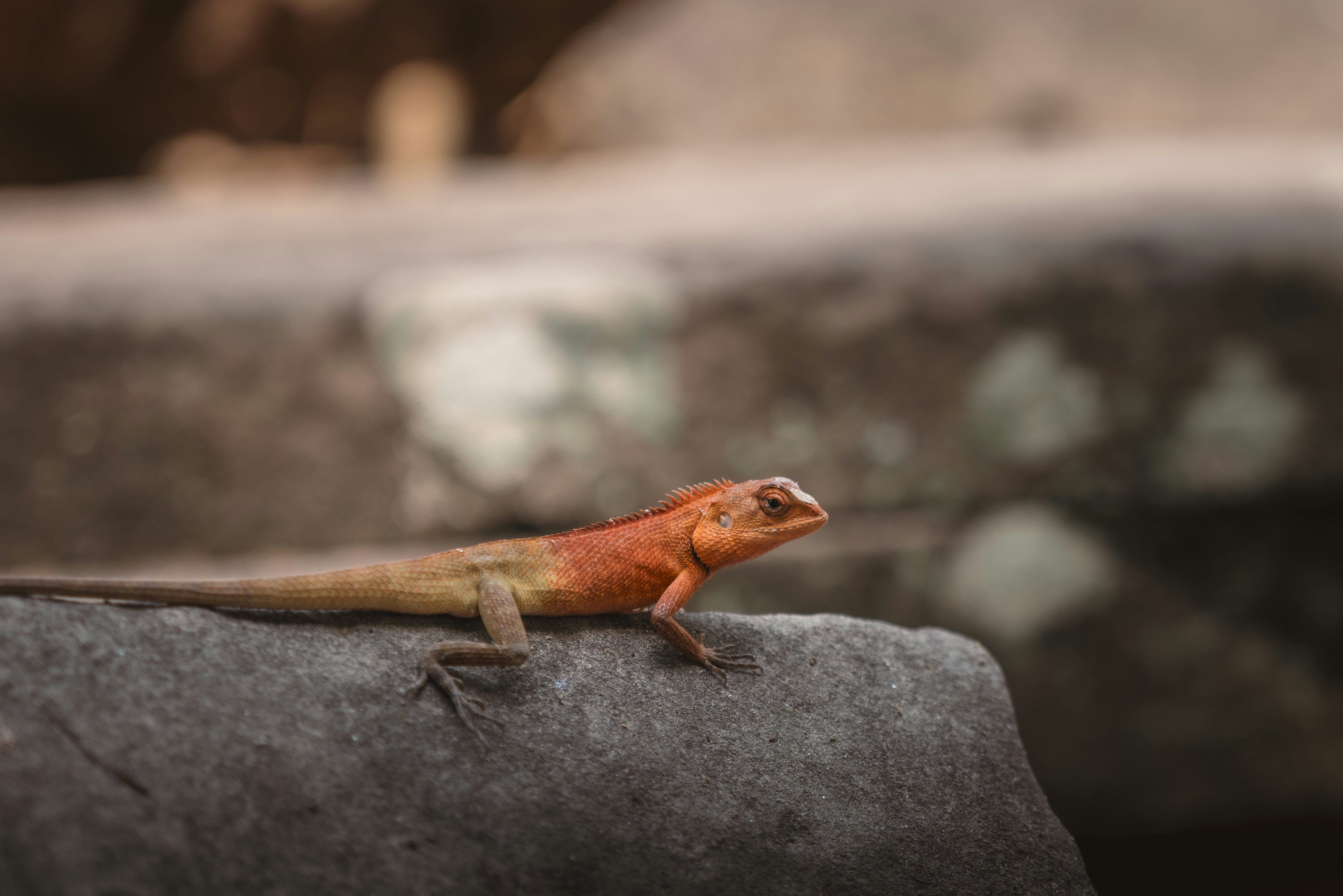 Sunlit Orange Lizard on a Quiet Rock