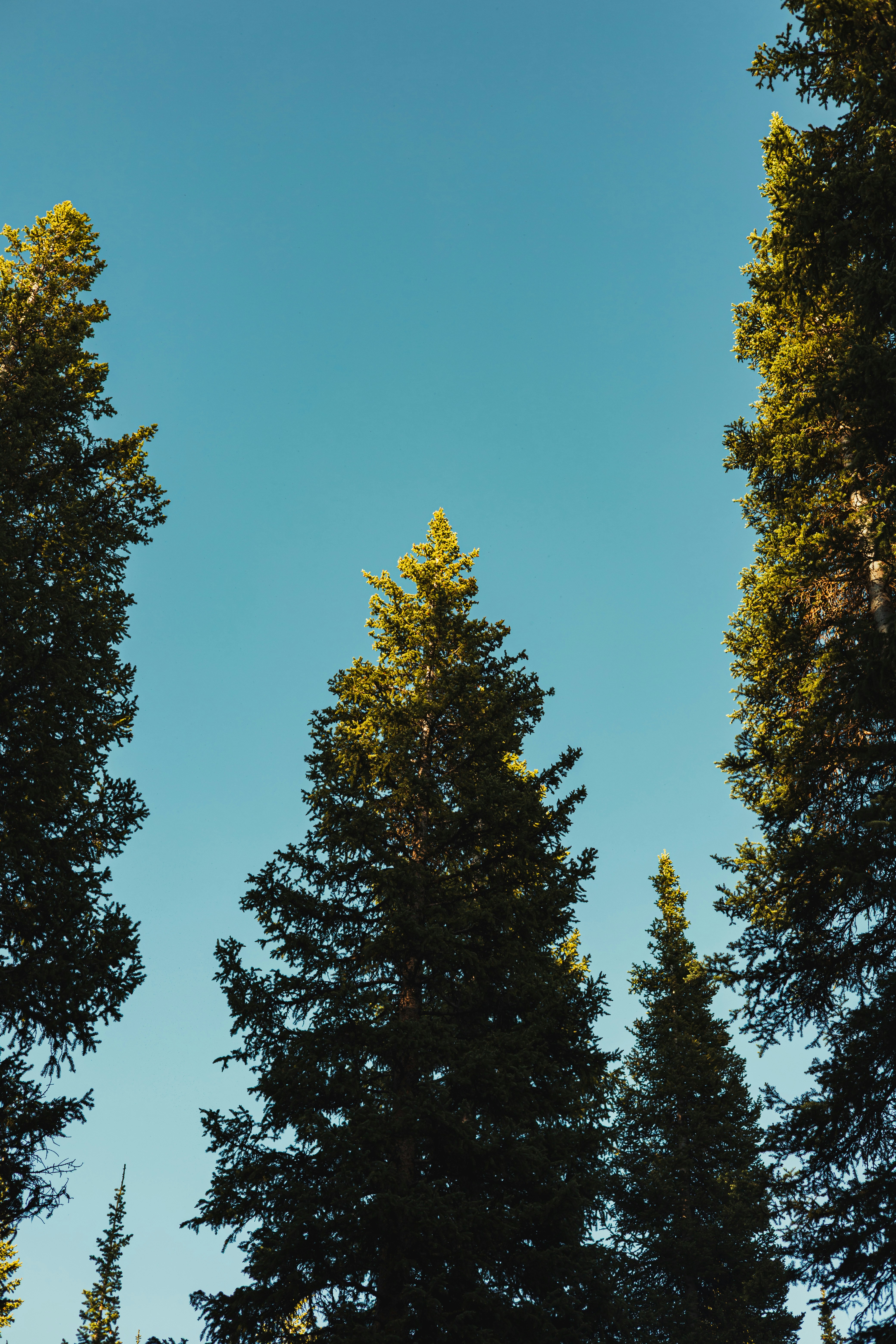 Tall Pines Reaching for a Clear Sky