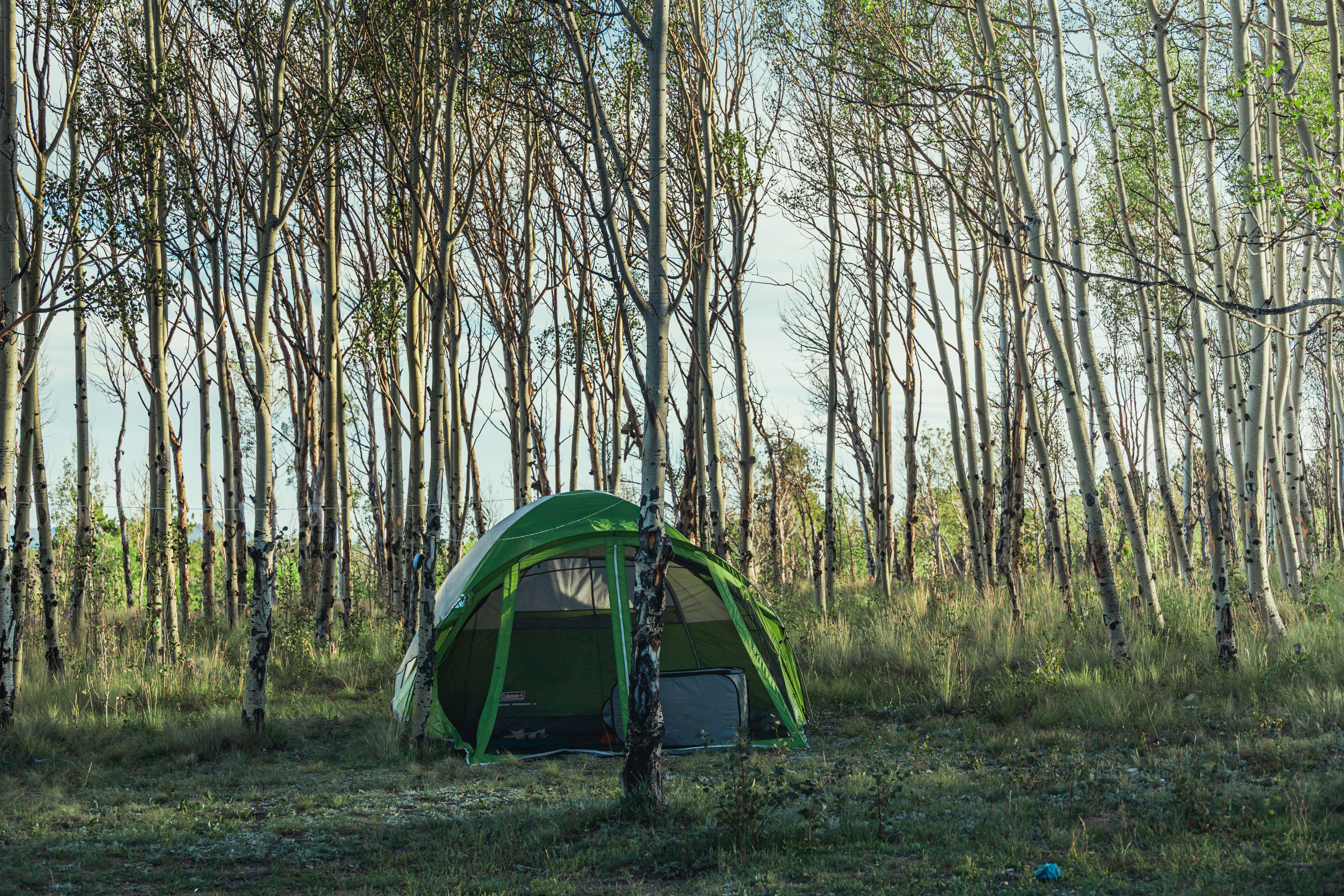 Verdant Refuge: A lone green tent nestled among slender aspen trunks