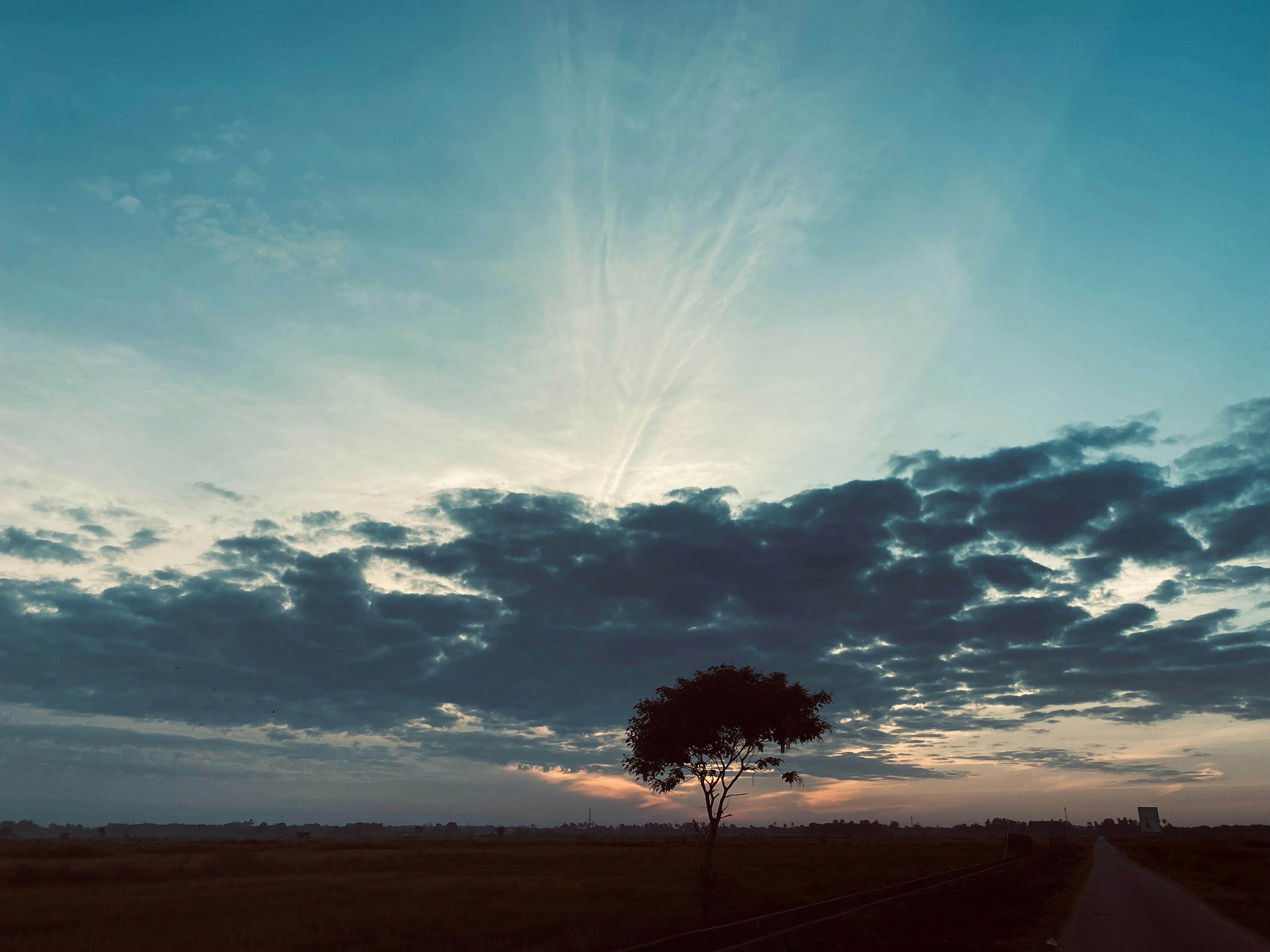A tree in paddy field.