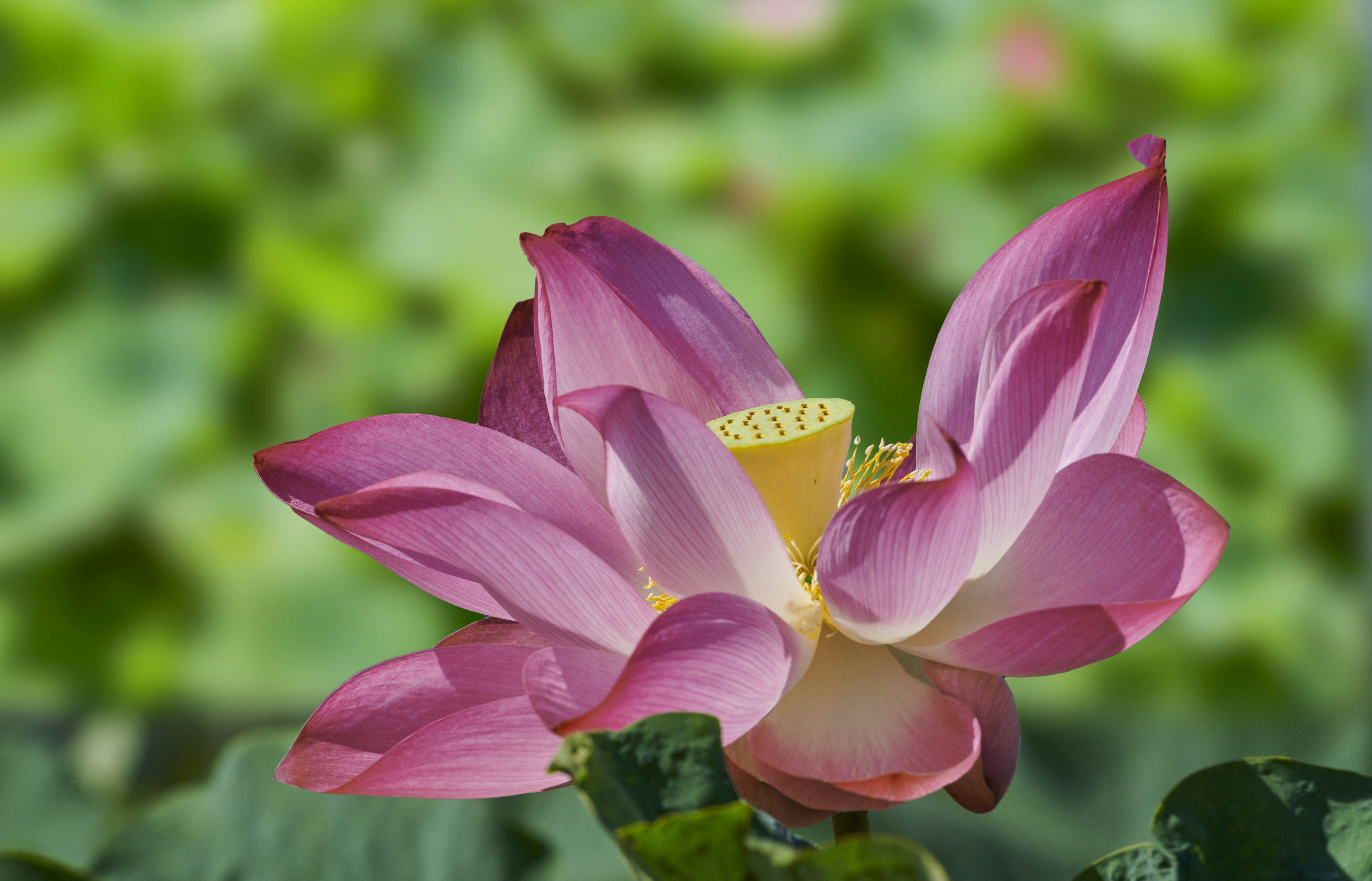 Petal Crown: A Pink Lotus in Soft Focus Greenery