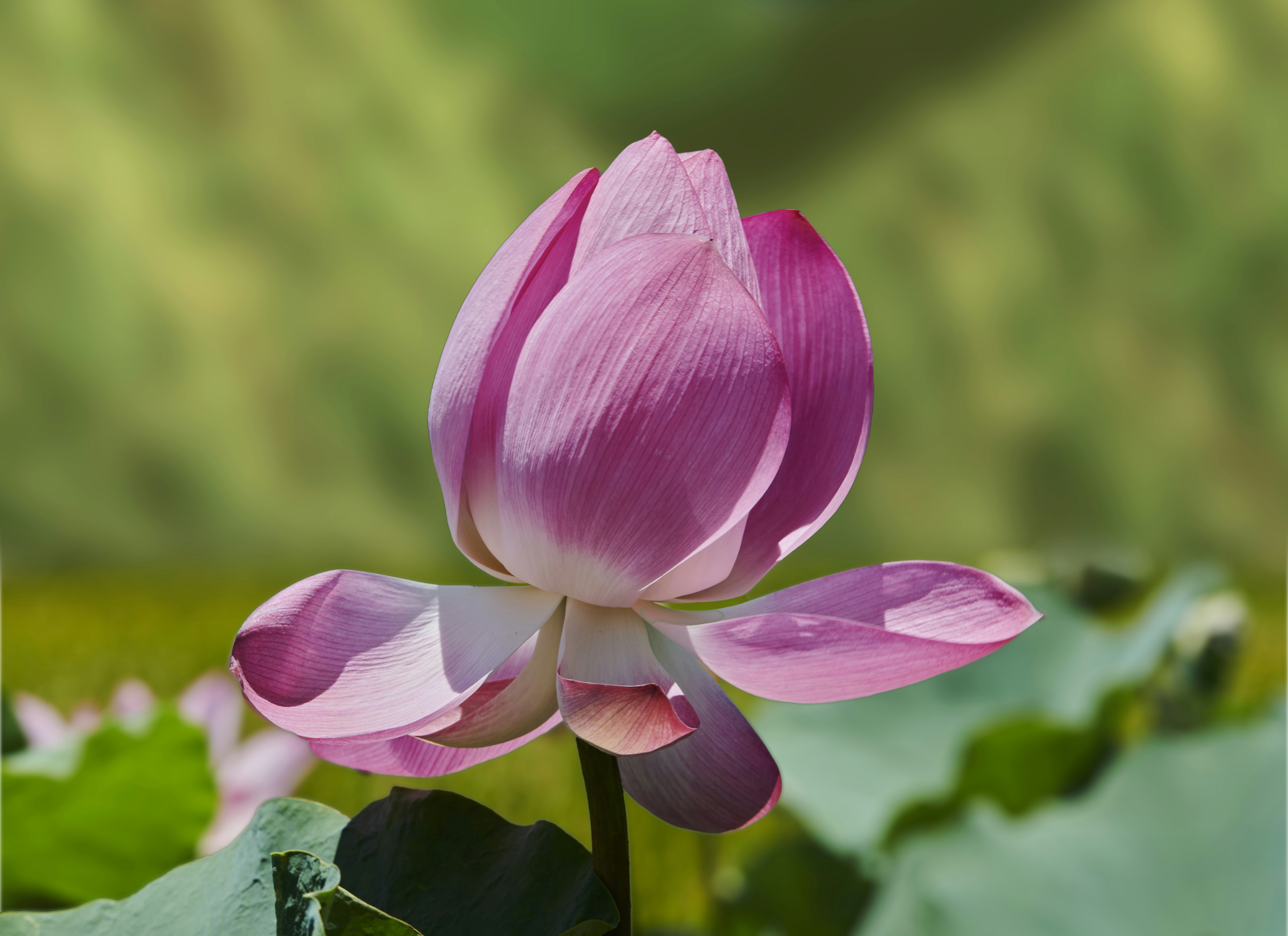 Pink Lotus Blossom Rising from Soft Green Backdrop