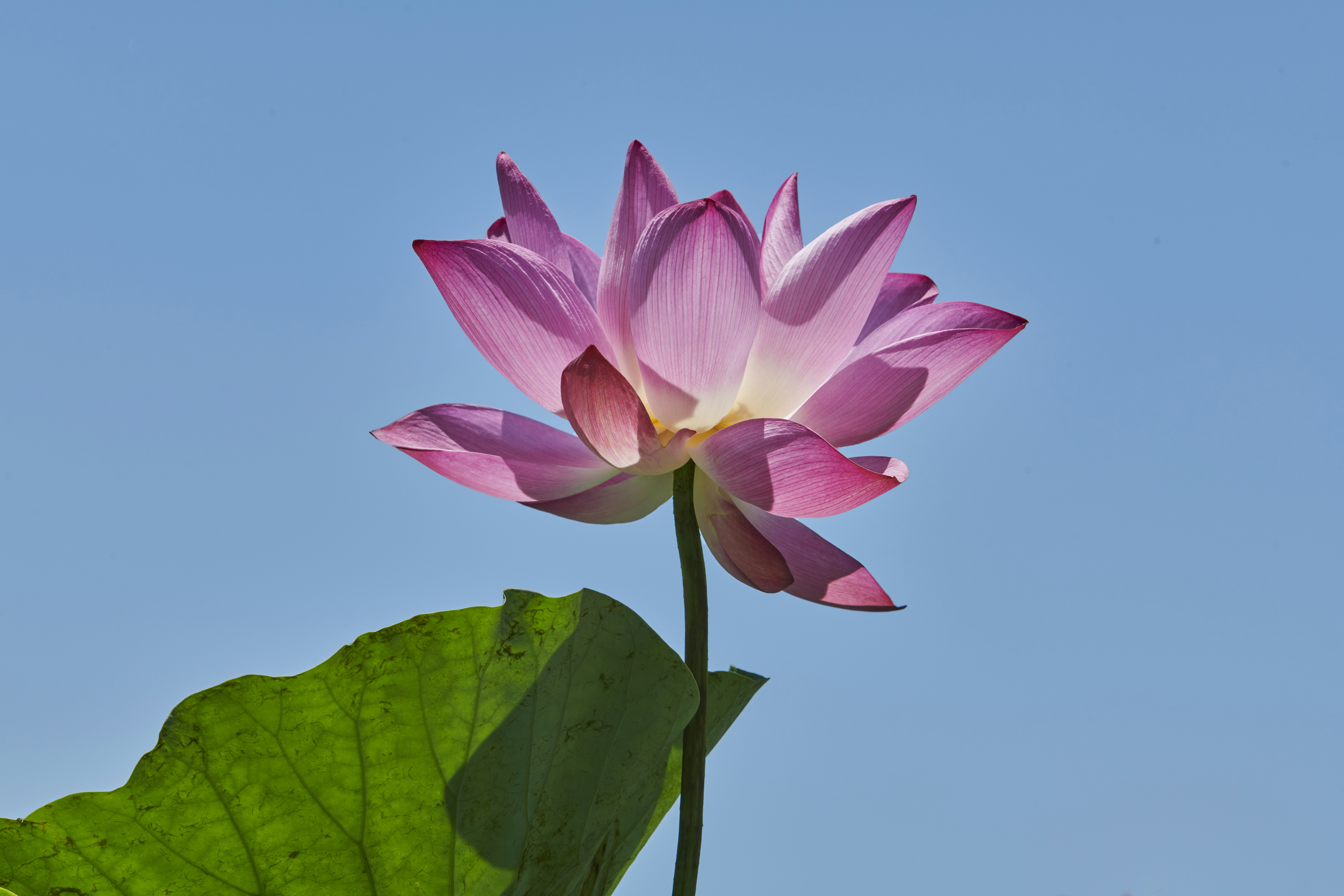 Pink lotus blossom reaching toward a clear sky