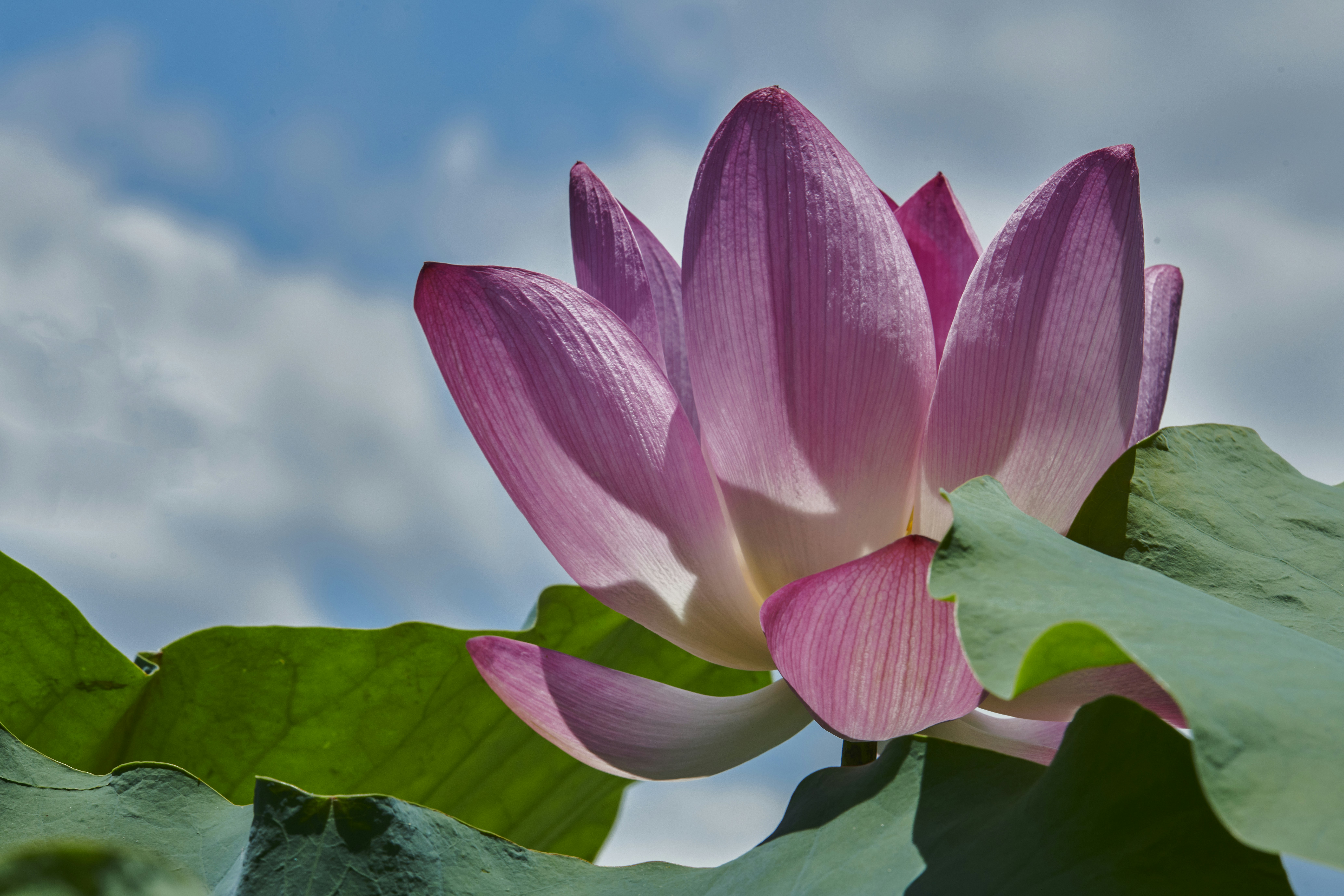 Crimson Petals: A Lotus Bloom Reaching for the Sky
