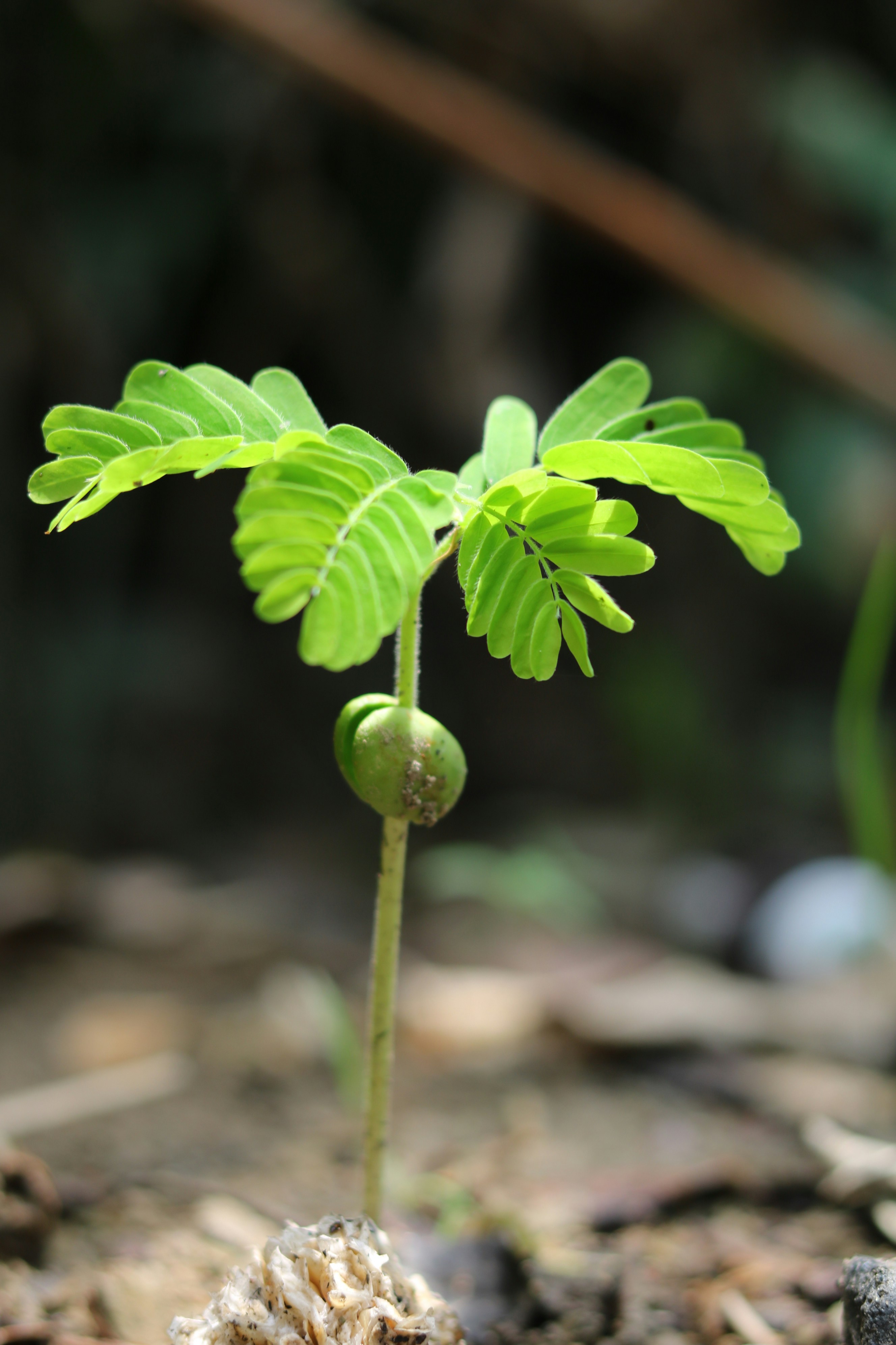 Green seedling with pinnate leaves and a round fruit sits on a slender stem in a sunlit, shallow foreground; blurred natural background emphasizes the plant as the focal subject.