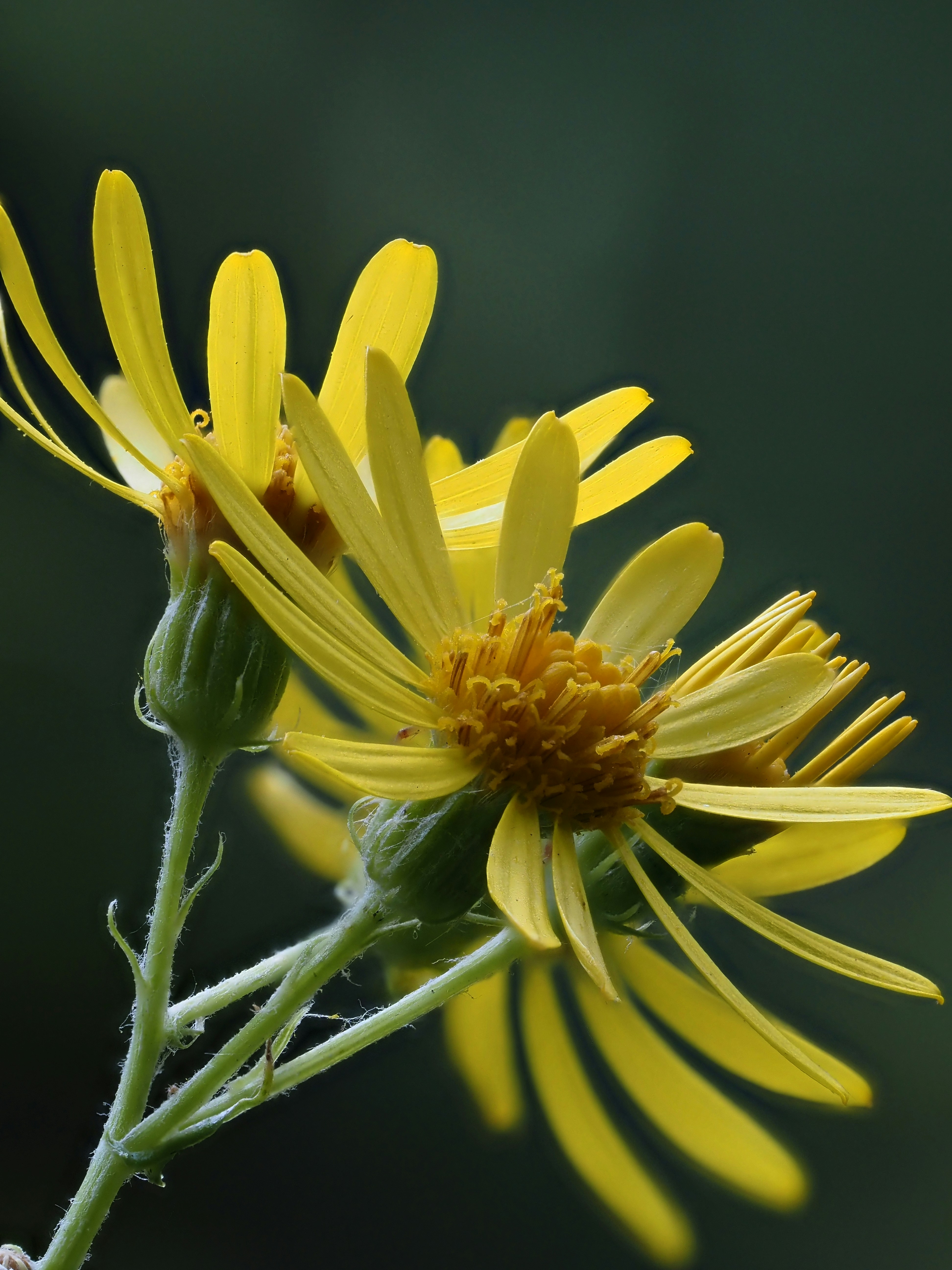 Yellow Daisies in Focus: A Sunlit Moment of Delicate Petals