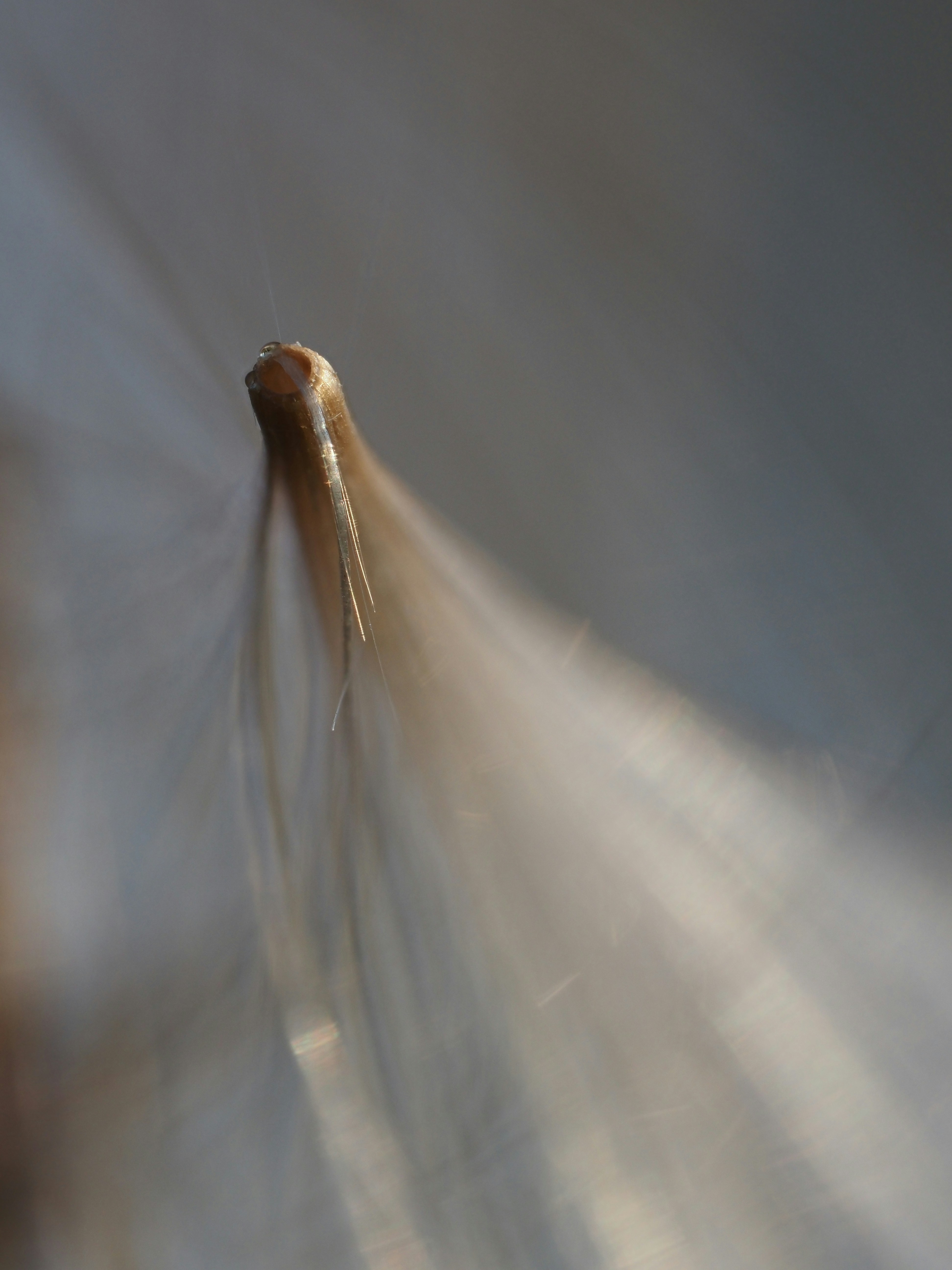 Single Dandelion Seed Stub: An Intimate Macro Portrait of Fragile Kernel