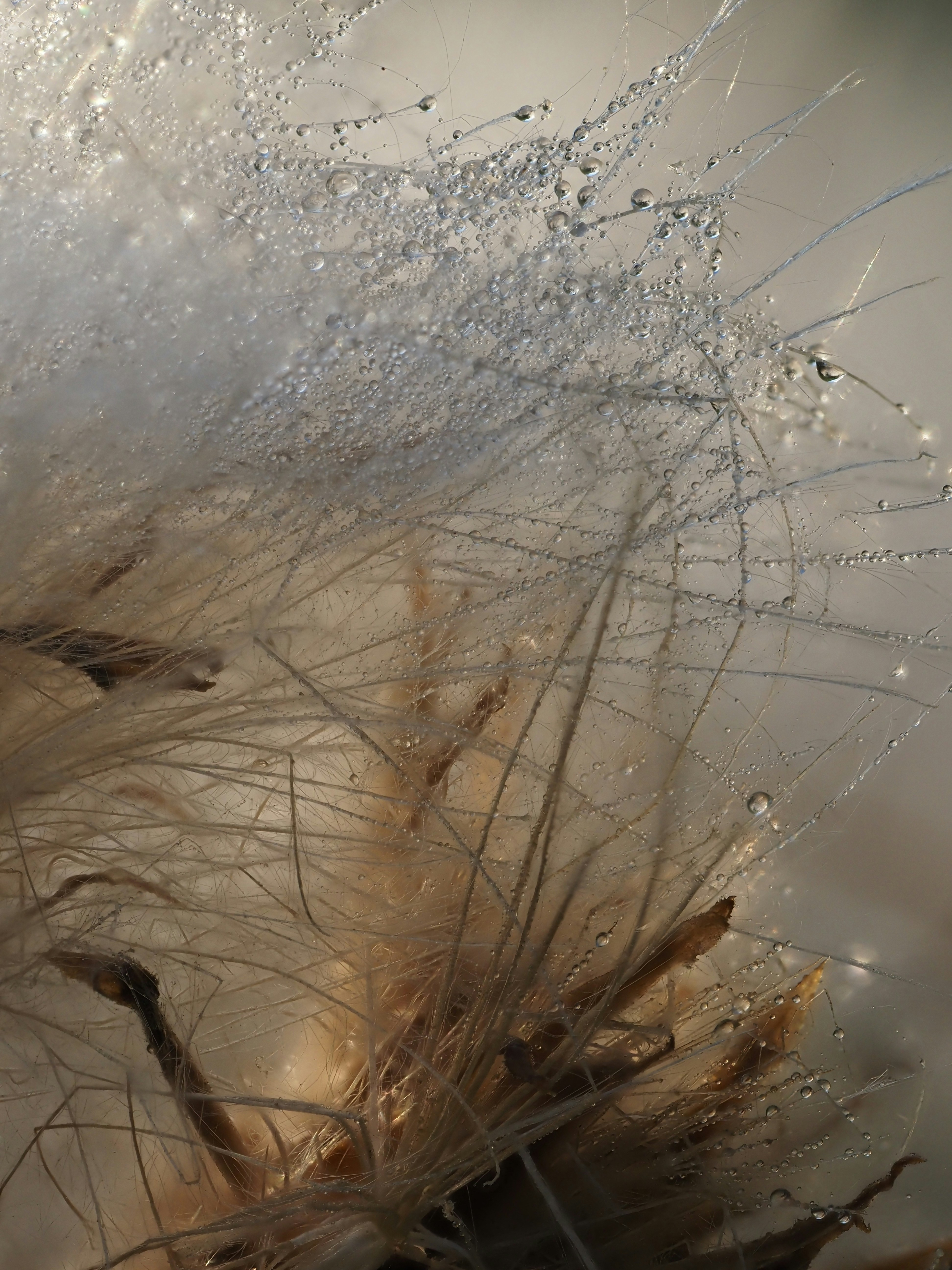 Dew-Kissed Silhouette: Frayed Petals and Spiderweb Gleam