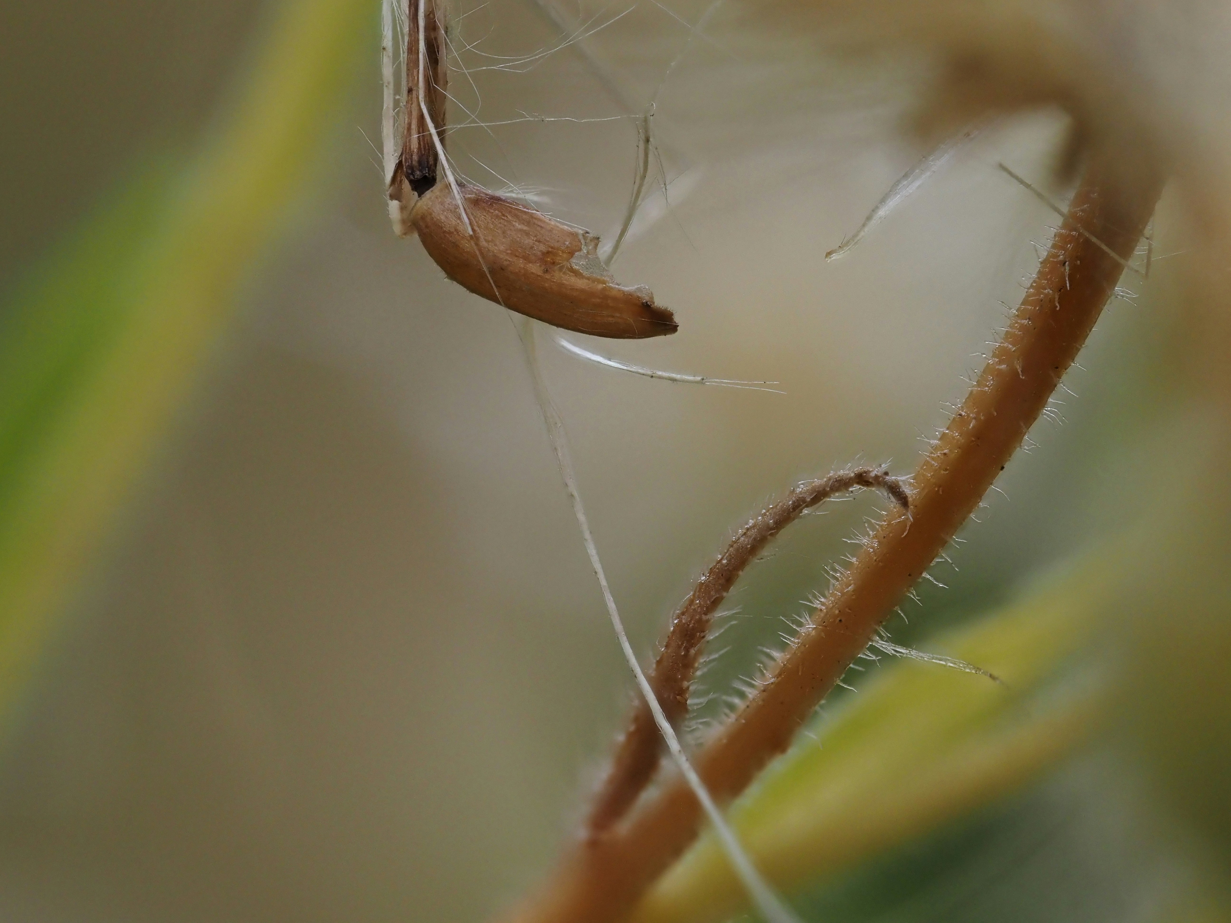 Silken Threads: A Close-Up on Delicate Plant Fibers and Seed Coils