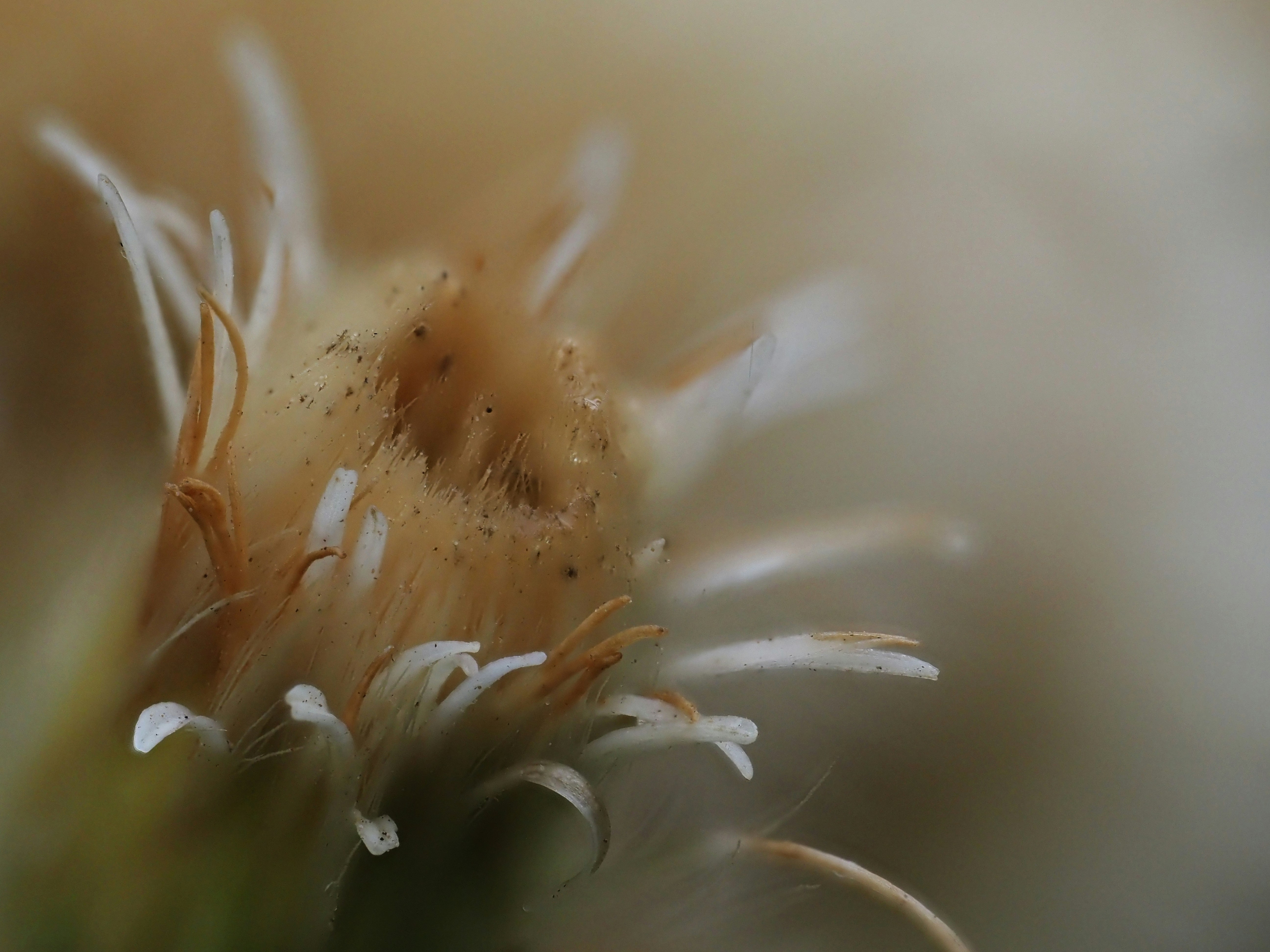 Soft Macro: Pursuit of Petal Details in Quiet Light
