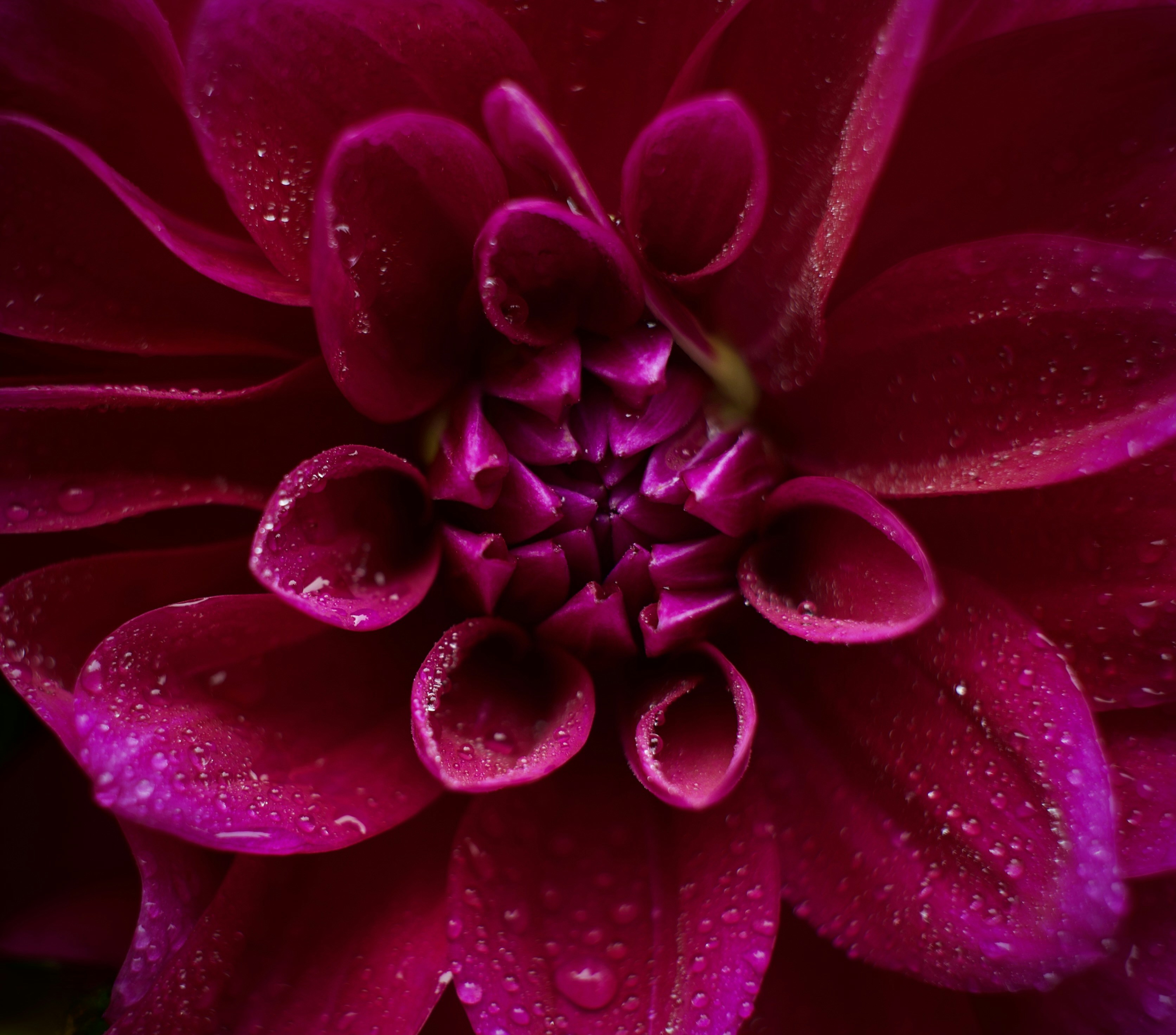 Crimson Orbit: a Close-Up of Petal Cups in Dew