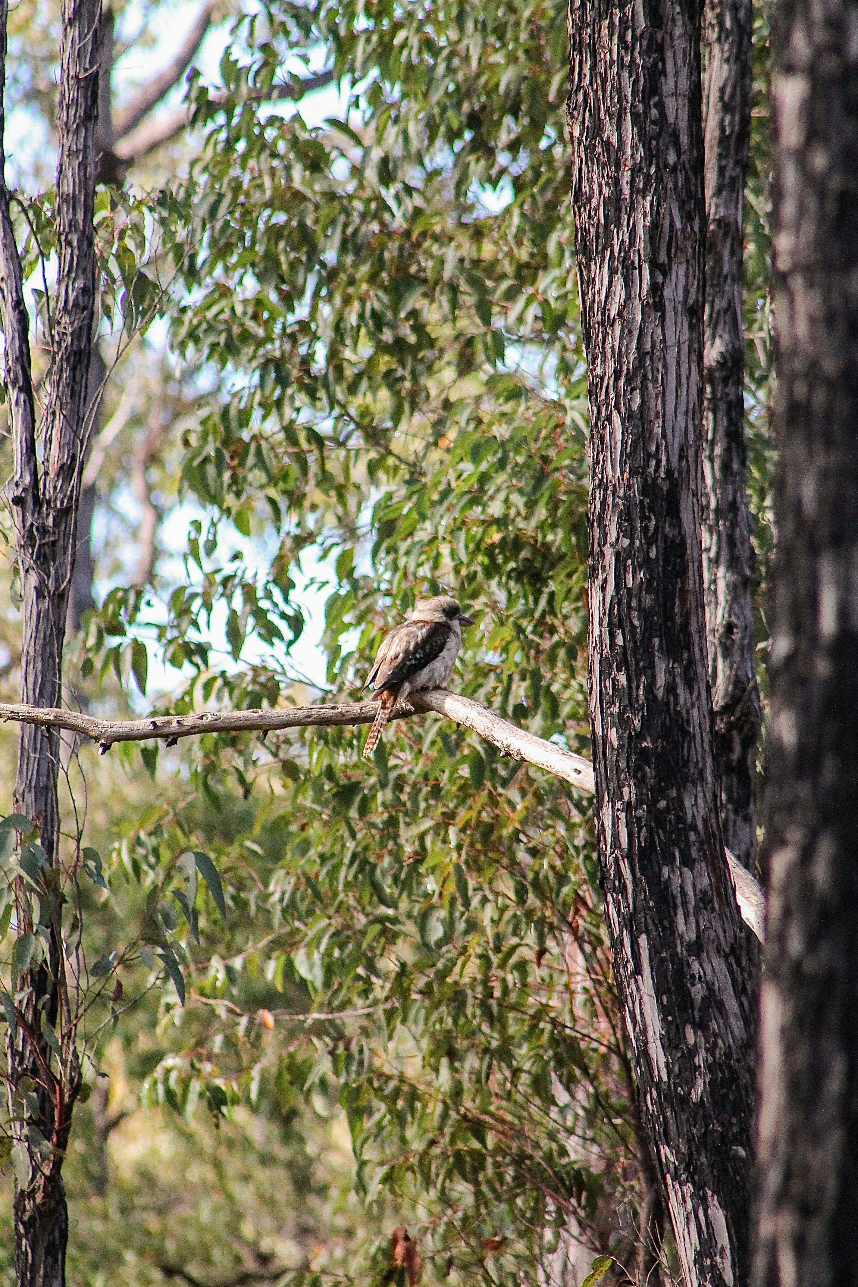 Bird on a Branch: Quiet Focus amid Bark and Foliage