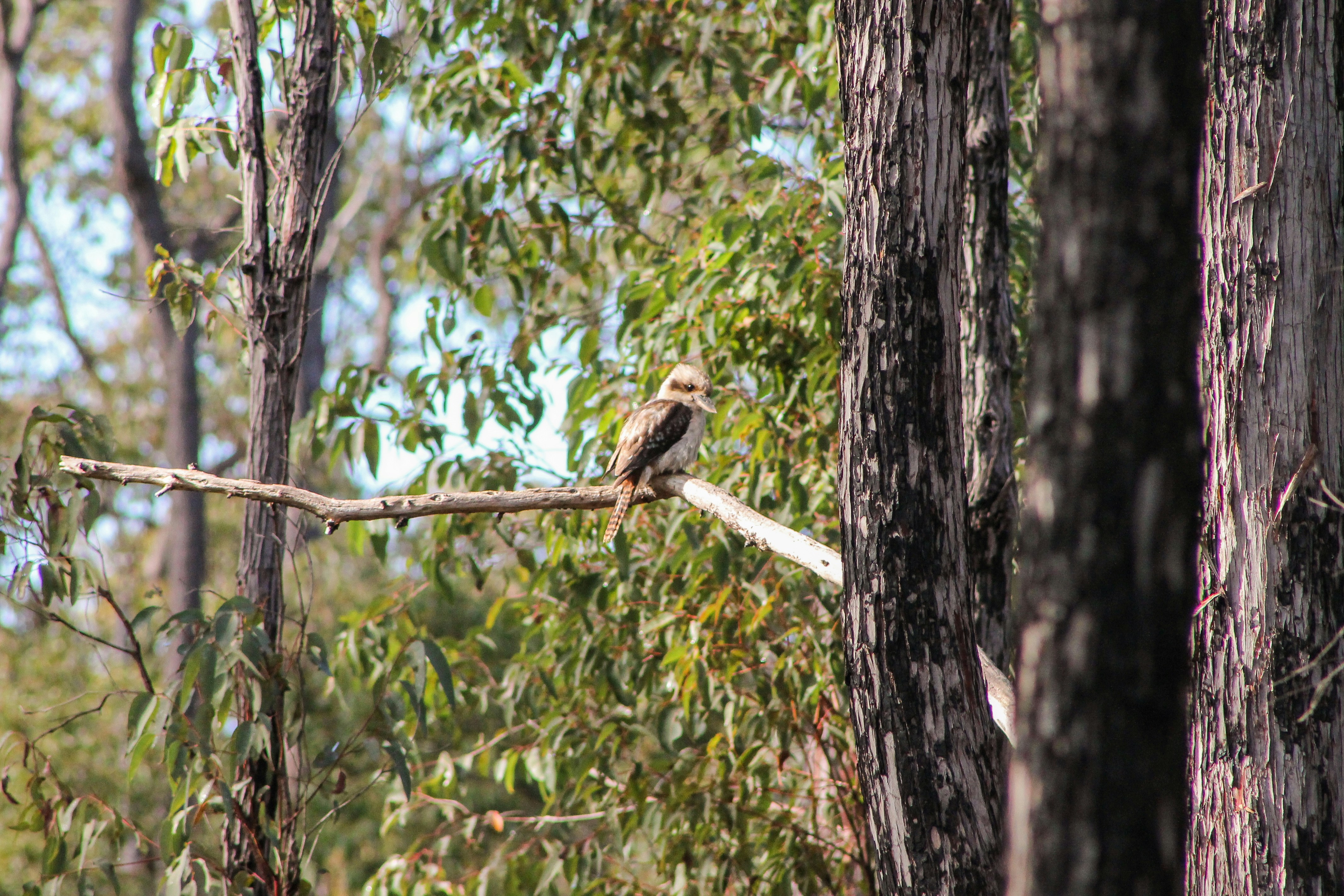 Quiet perch: a lone bird on a sunlit branch among weathered trees