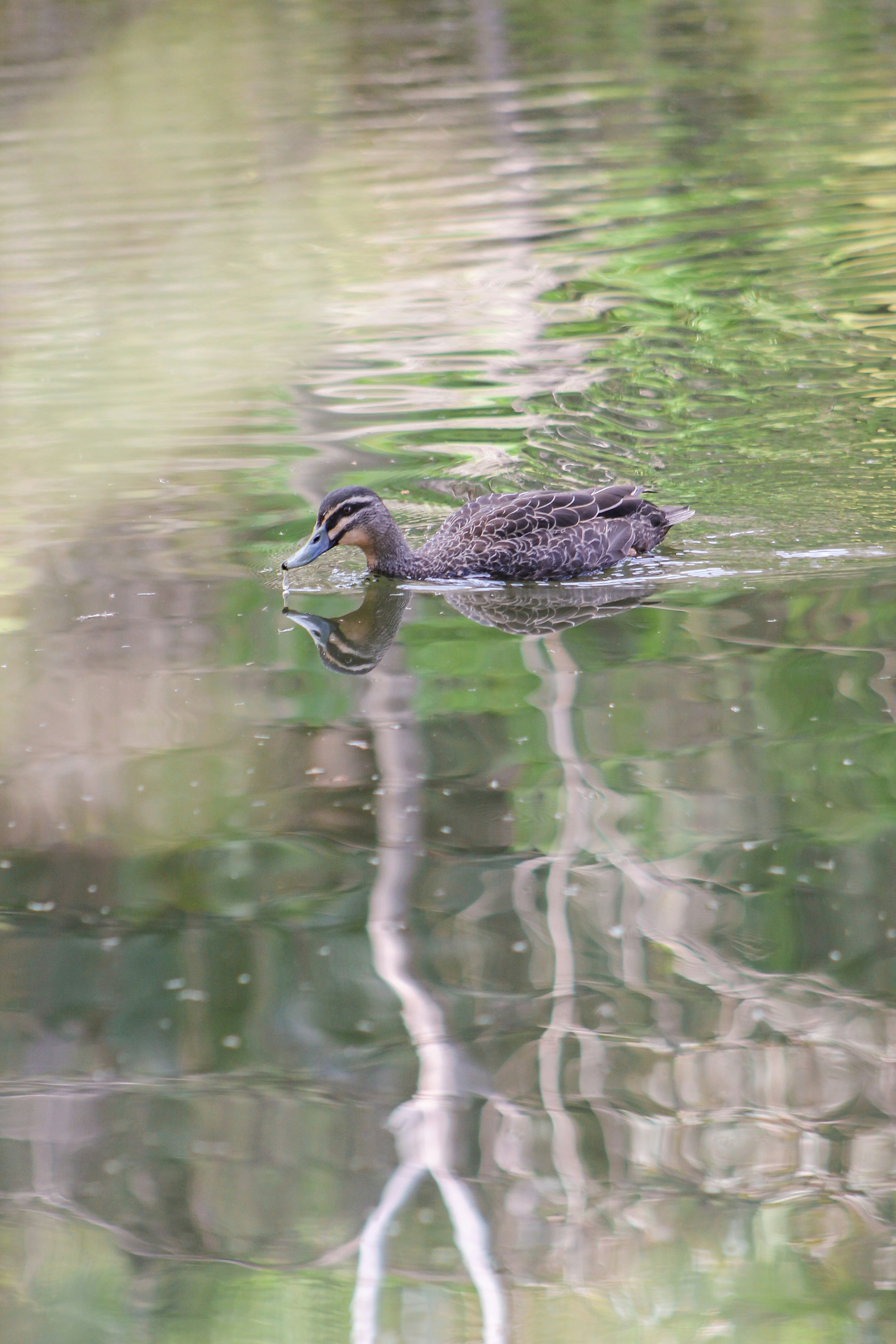 Mallard glides on a reflective pond, its head near the water's edge and the rippling surface creating abstract reflections. The image captures serene natural lighting and soft green hues in the surroundings.