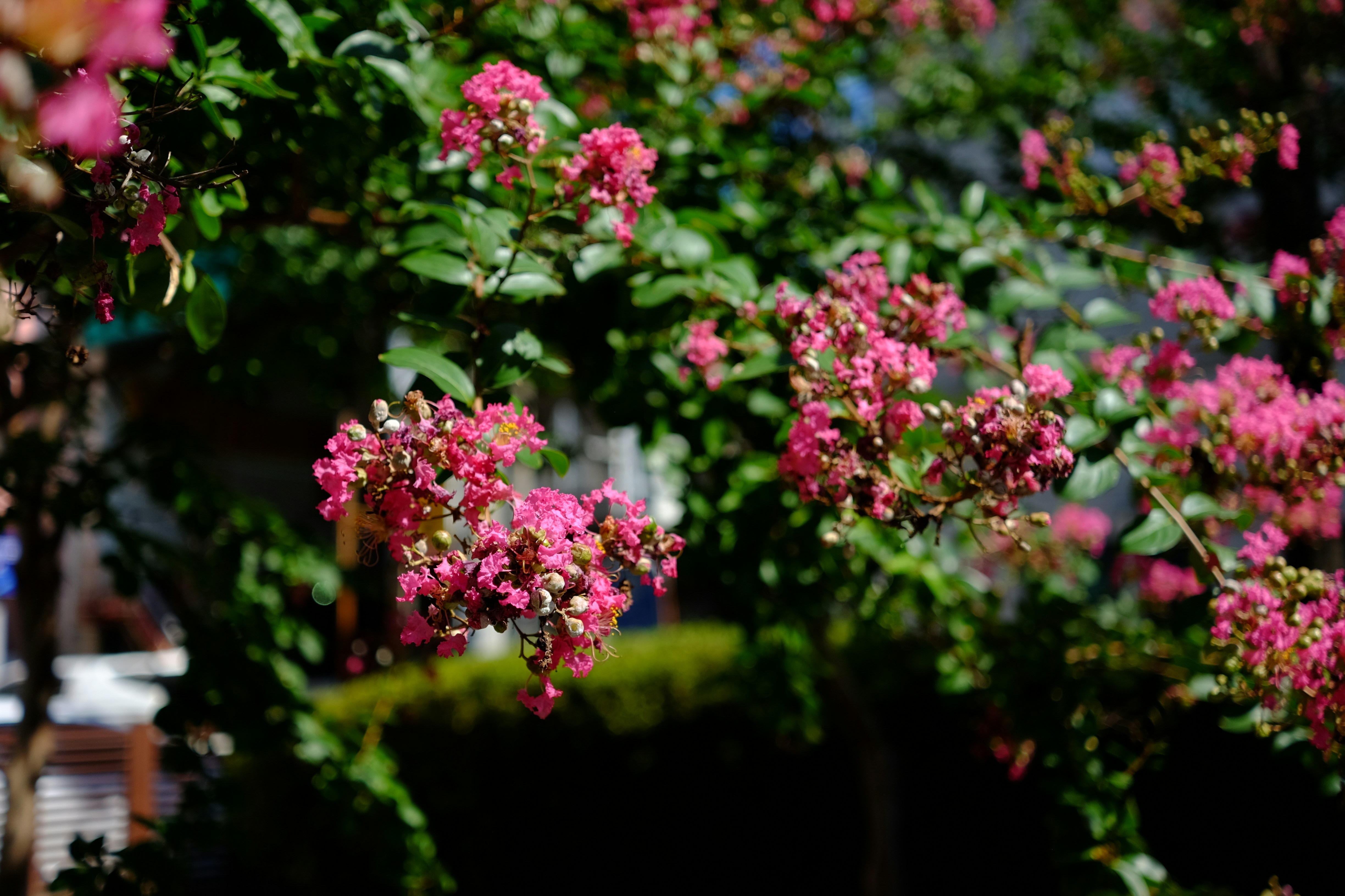 Blush Blossoms: a cluster of pink blooms framed by emerald foliage