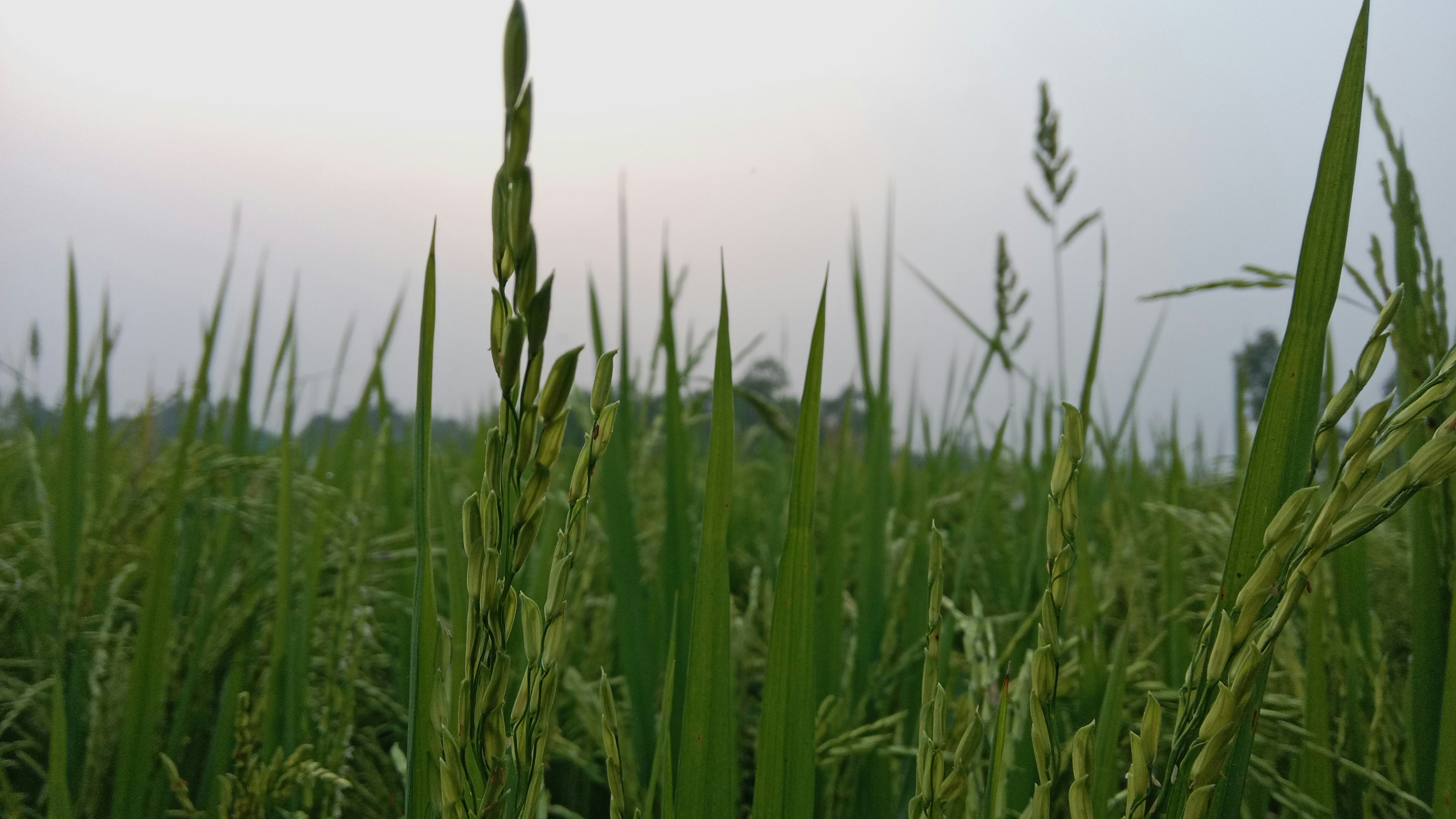 Green rice stalks growing in a field under a pale overcast sky