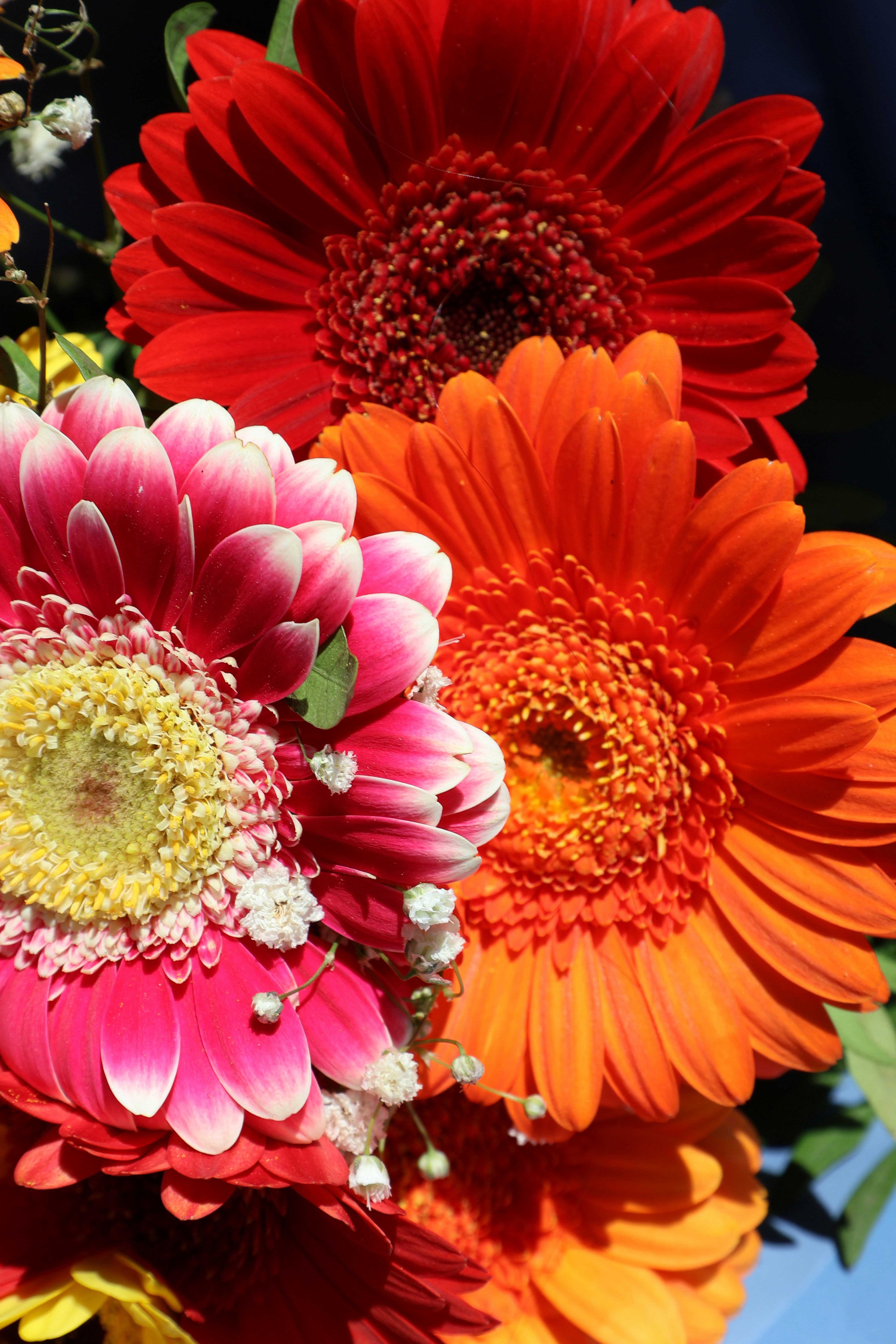 Vibrant bouquet of red, pink, and orange Gerbera daisies in sharp close-up, highlighting petal texture and central discs; foreground blooms form a lively, colorful cluster.