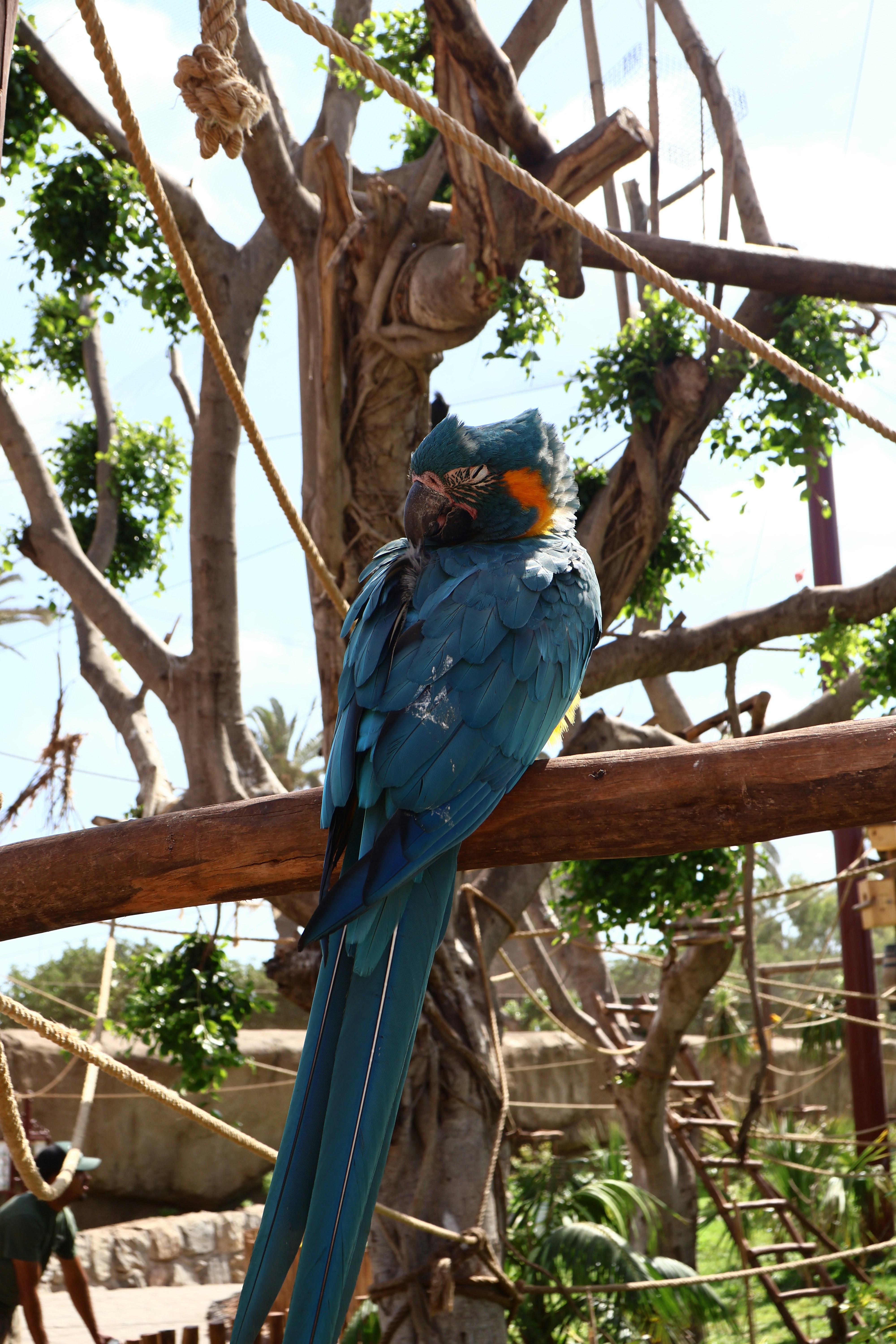 Azure Majesty: A Blue Macaw Shifts Gaze on a Sunlit Perch