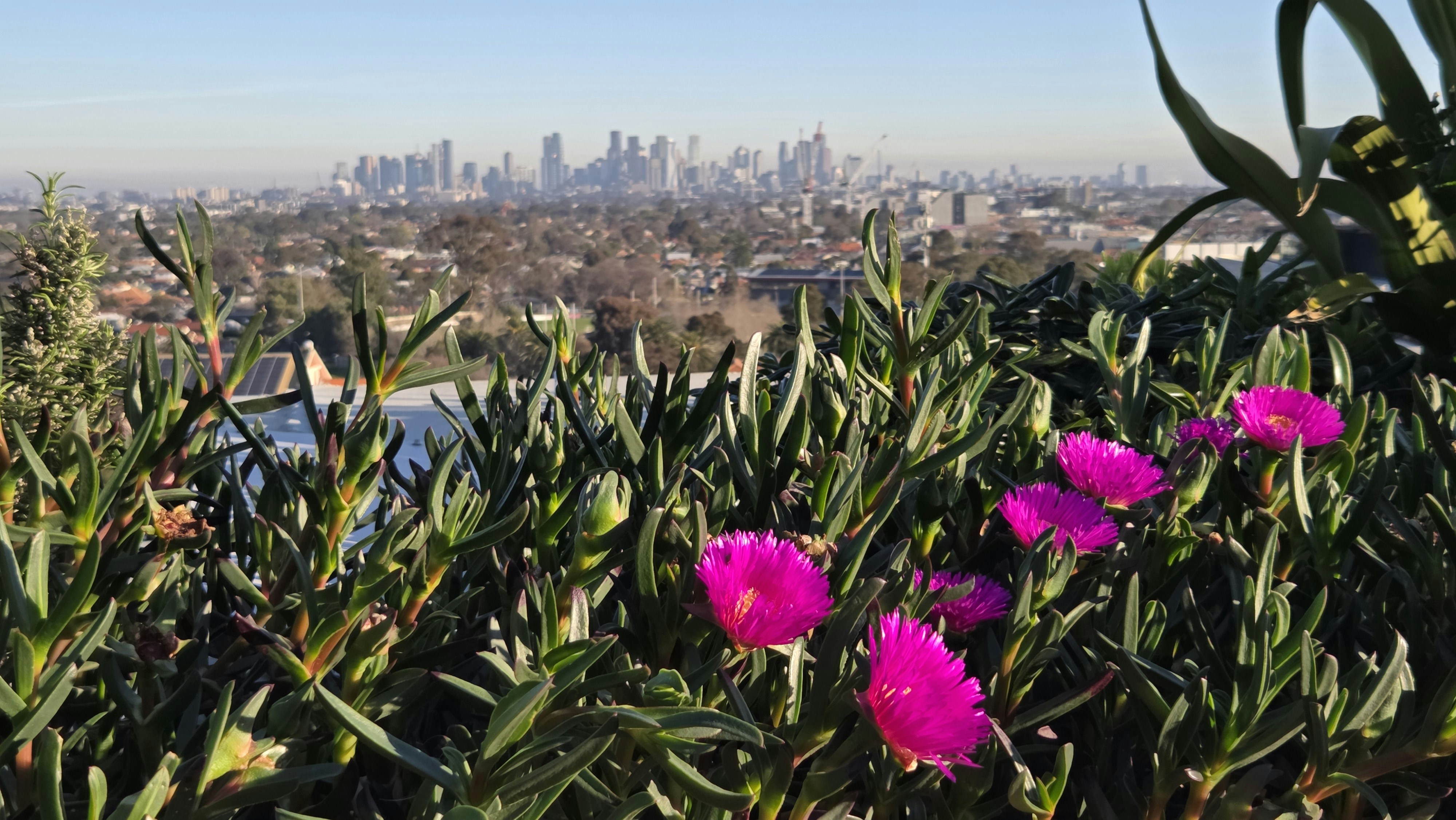 Cranes of Color Over a City Horizon