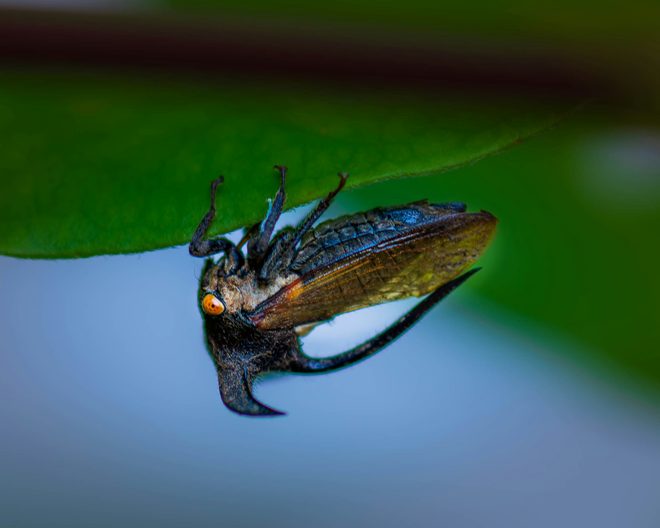 Midnight Acrobat: a treehopper clings to a leaf with its plumage-like wings backlit