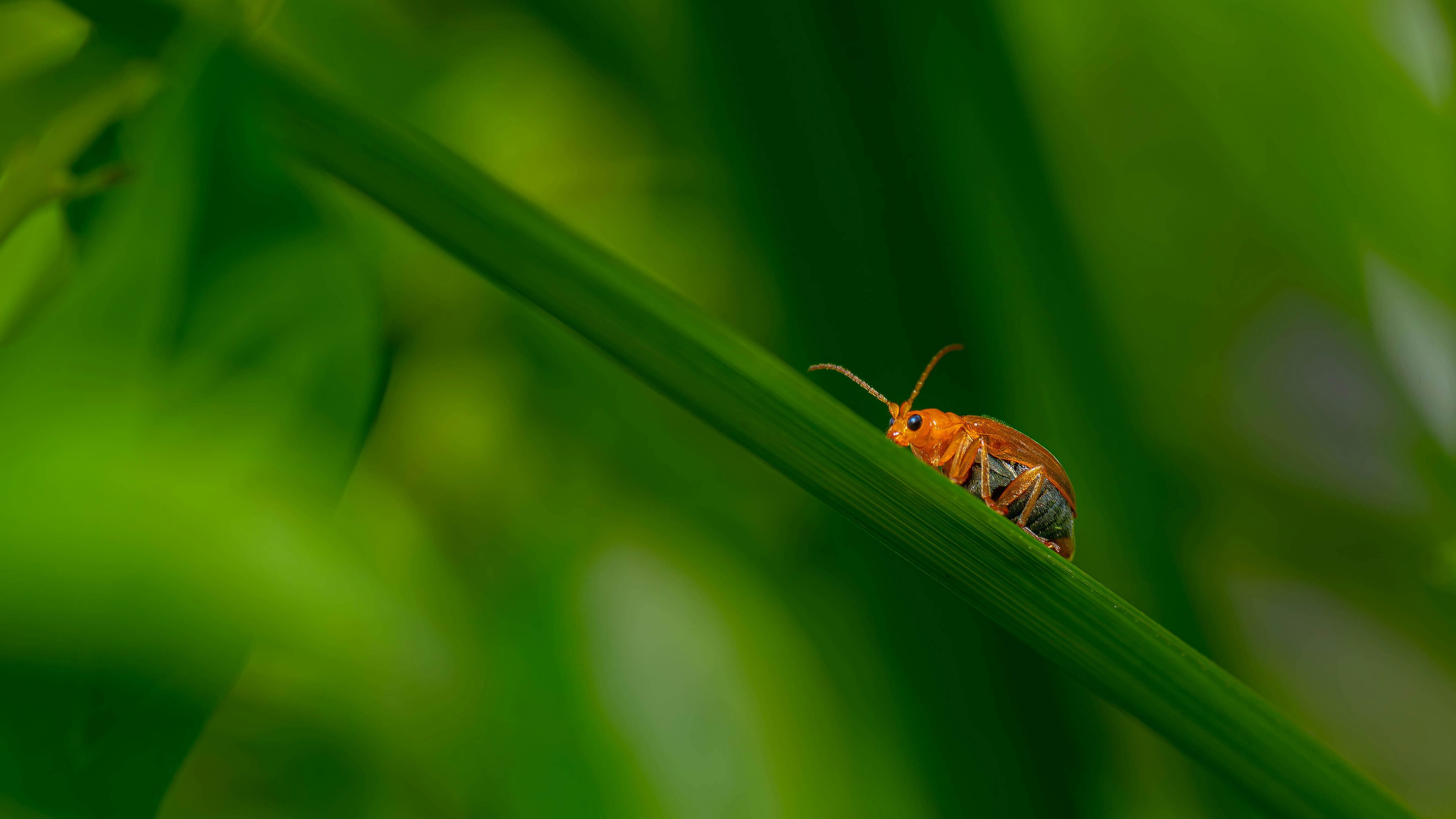 Orange Shield: a tiny beetle with a bold stance on a blade of grass