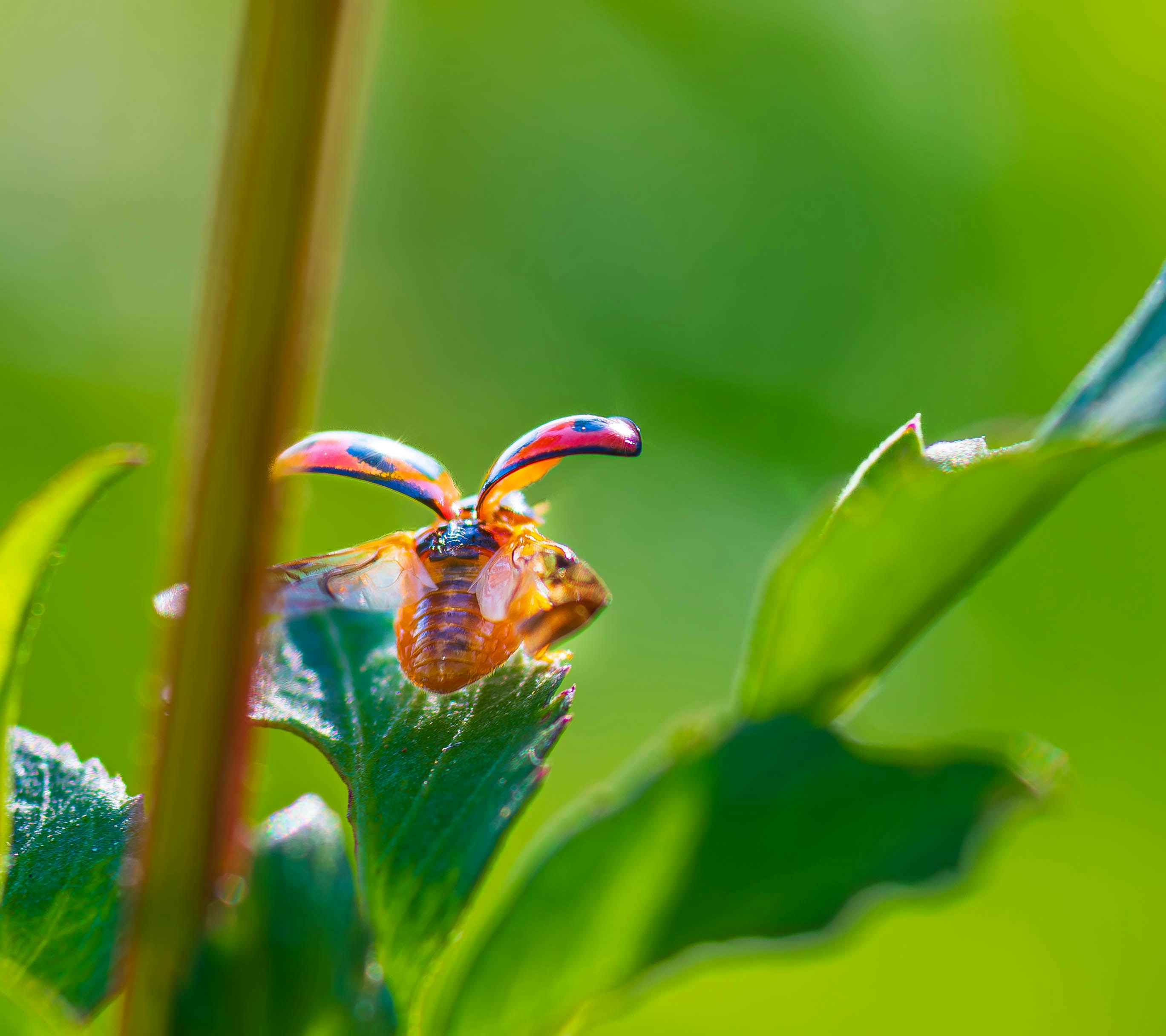 Bright Coral Antenna Beetle Crowned with Dew-kissed Petals
