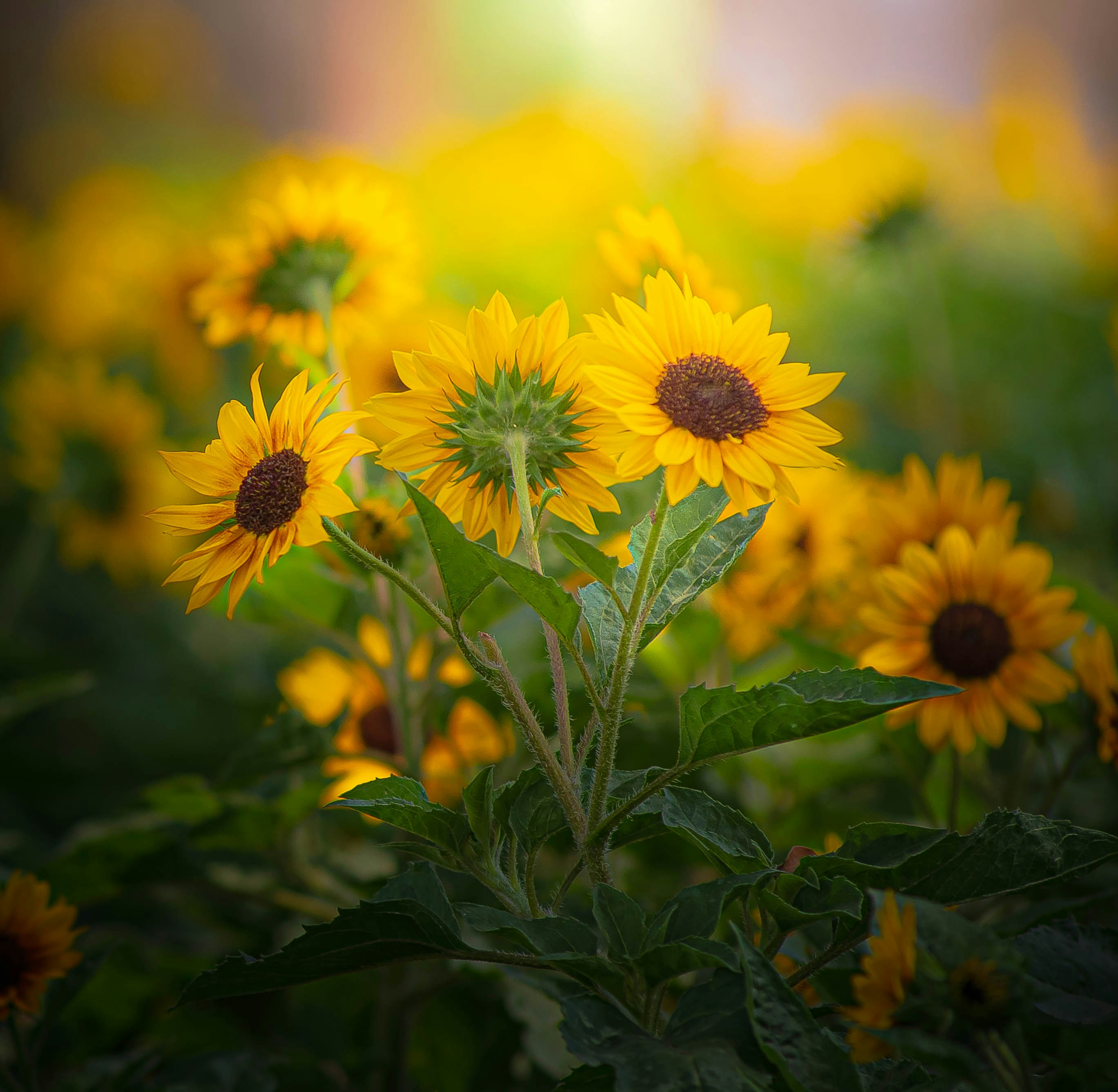 Sunlit Bloom Choir: A Cluster of Golden Faces in Soft Focus