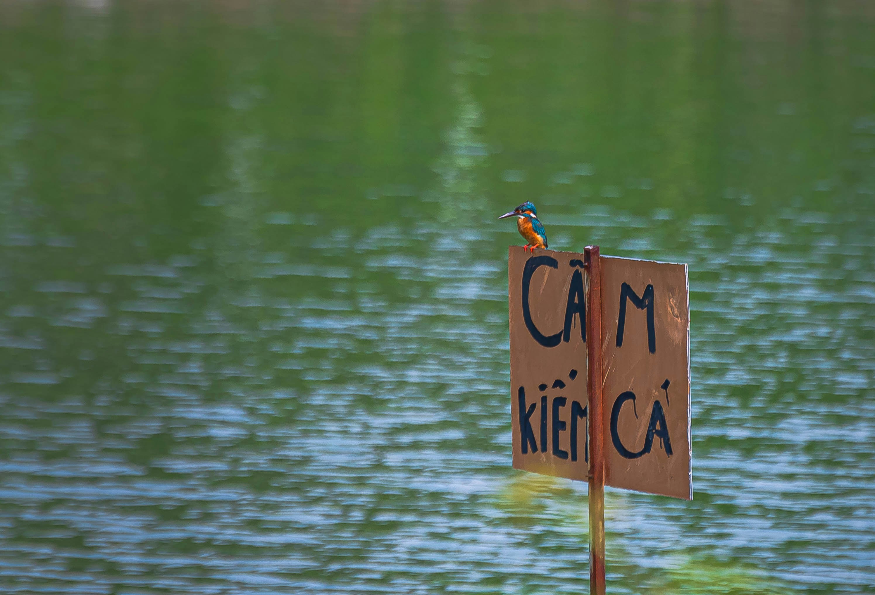 Signpost Kingfisher: A Tiny Ring of Color by the River