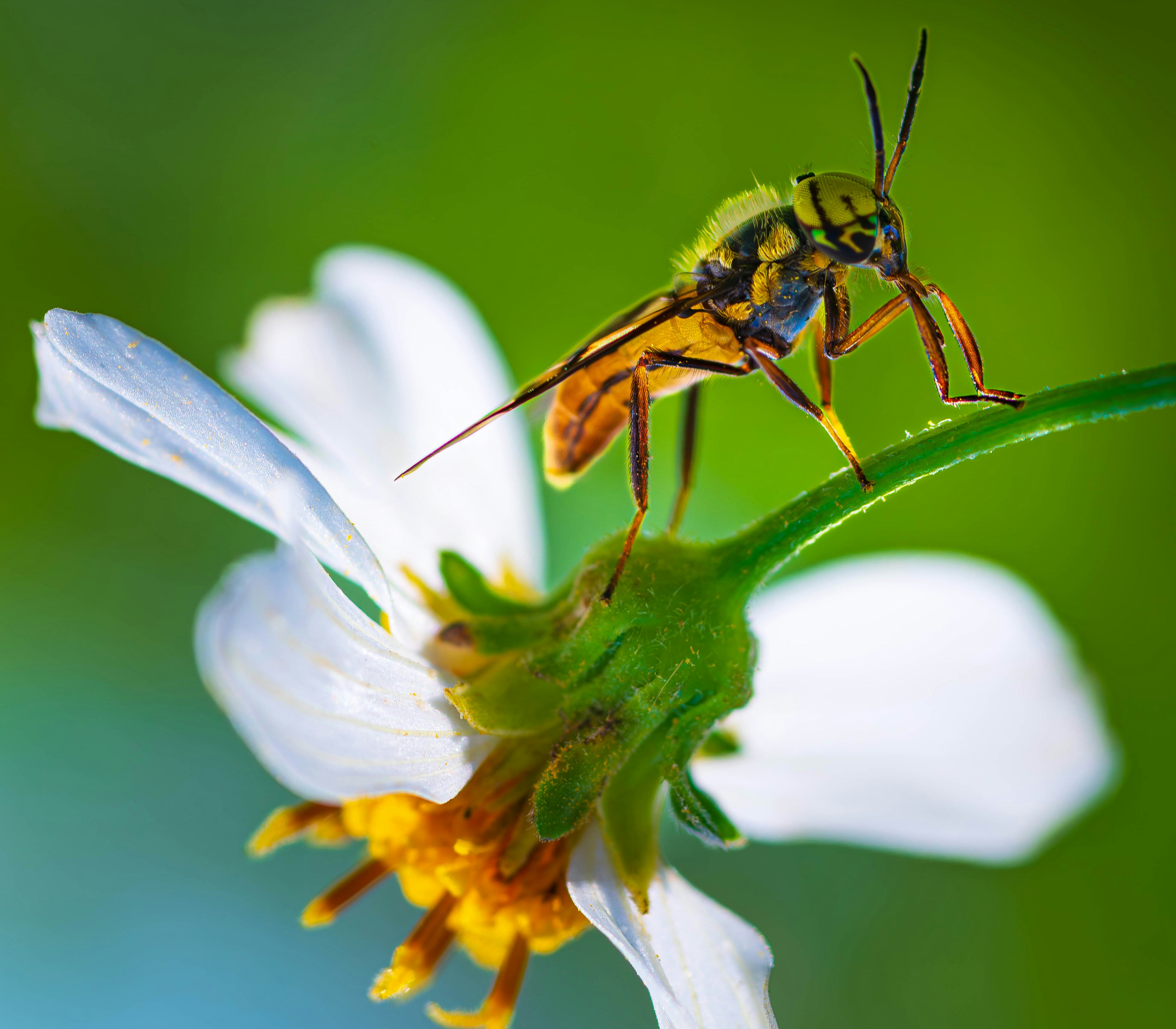 Hovering Speck of Life: A Wasp Perches Over a White Petal