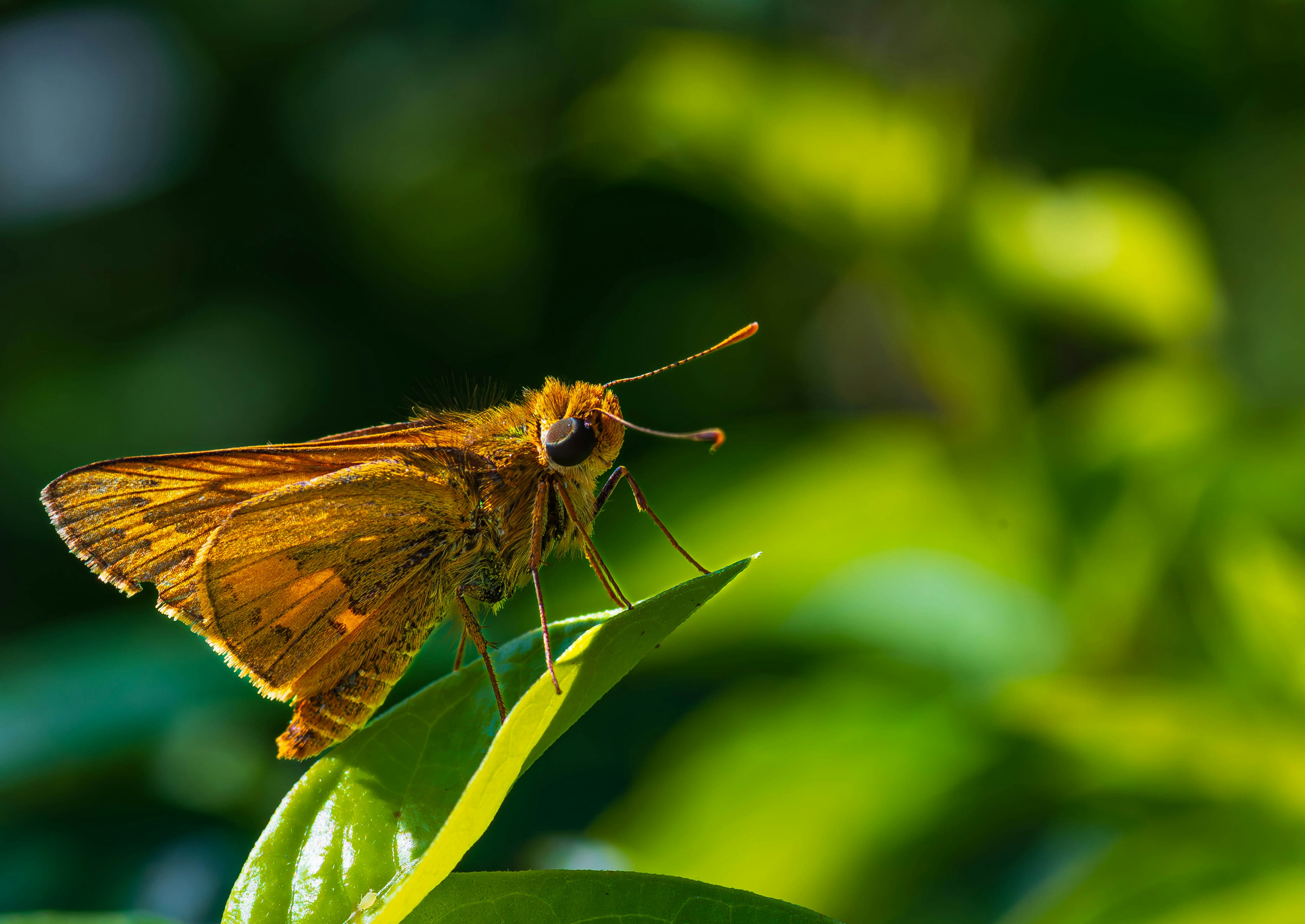 Amber Wisp on a Green Edge