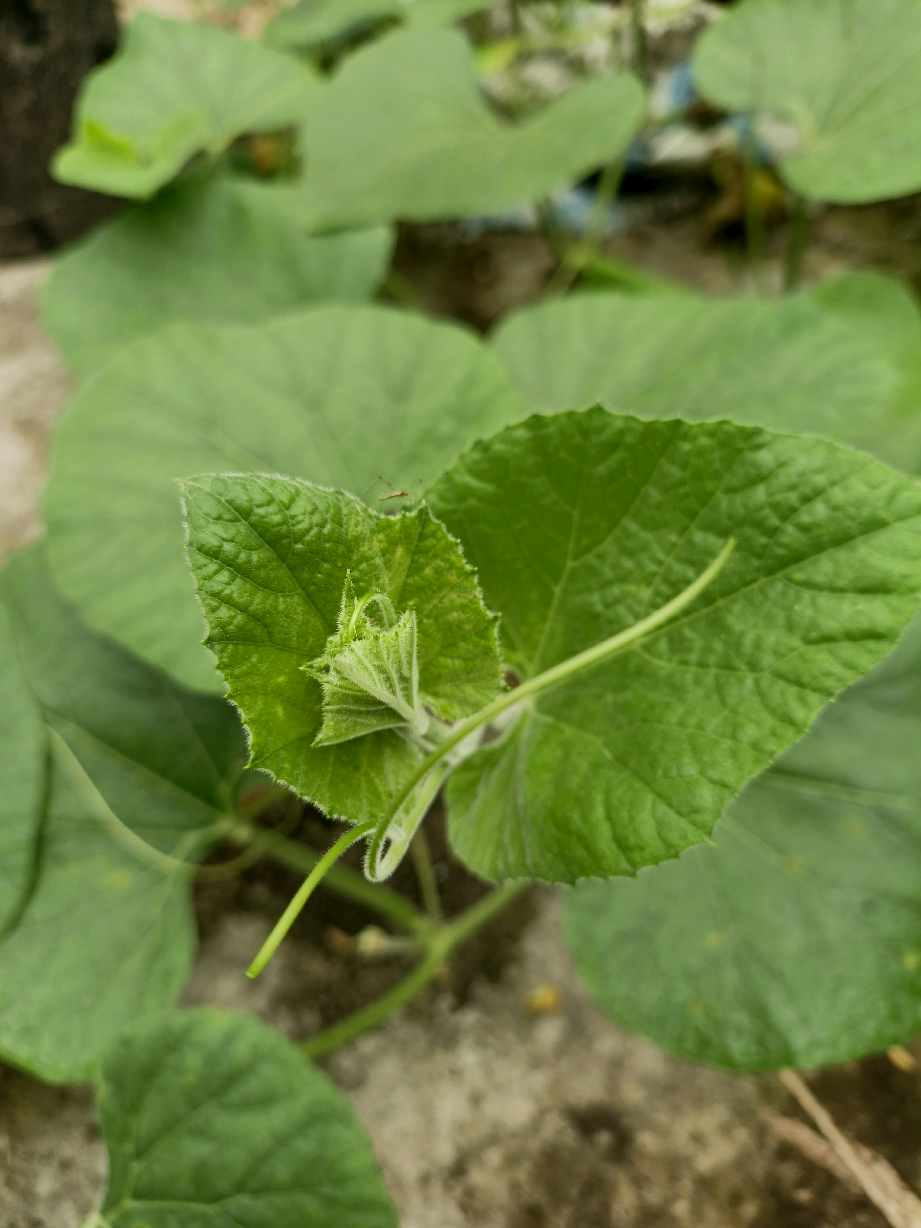 A young green pumpkin leaf with a curling tendril in a garden