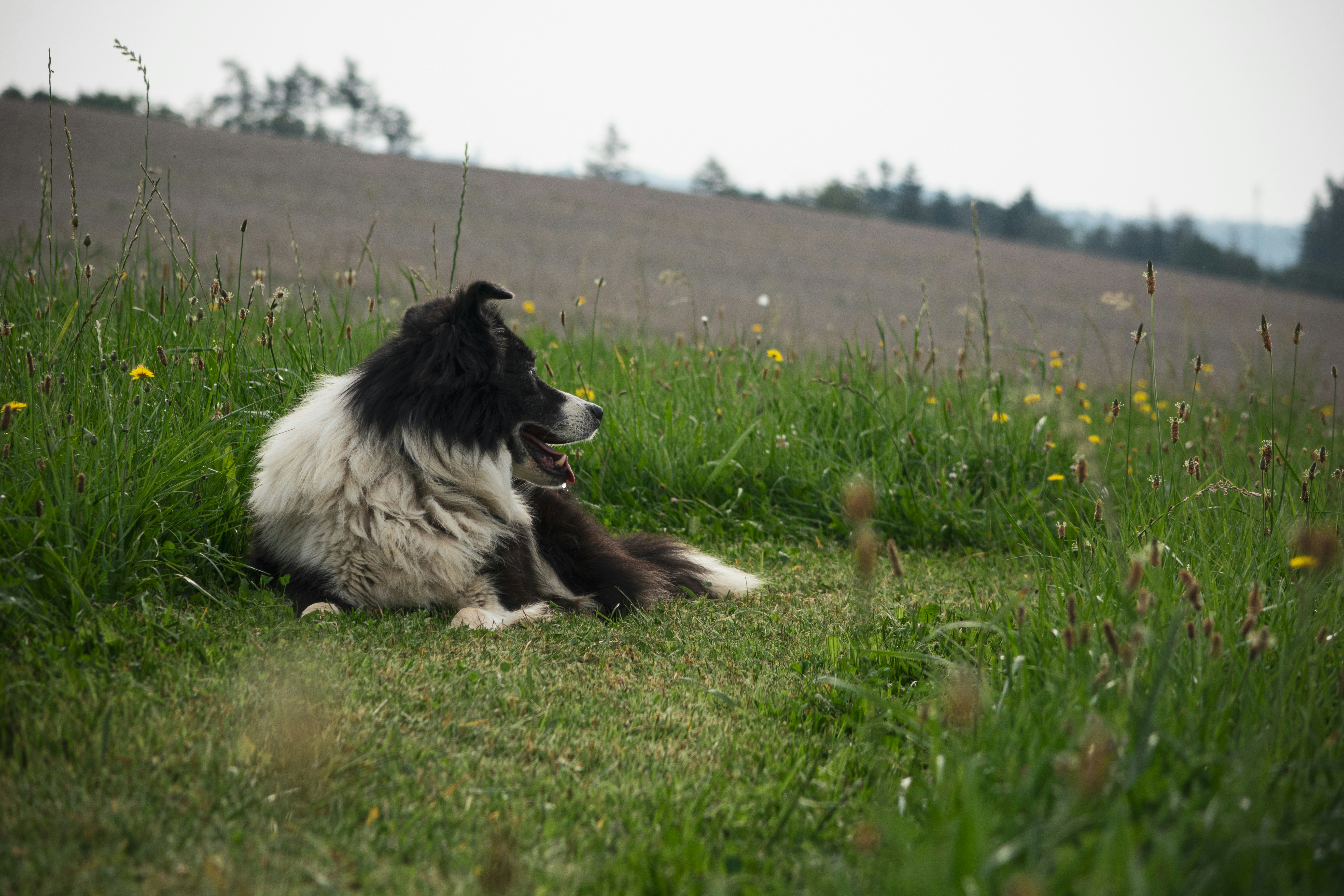 Hushed Meadow Guardian: A Collie Reclines Amid Wildflowers