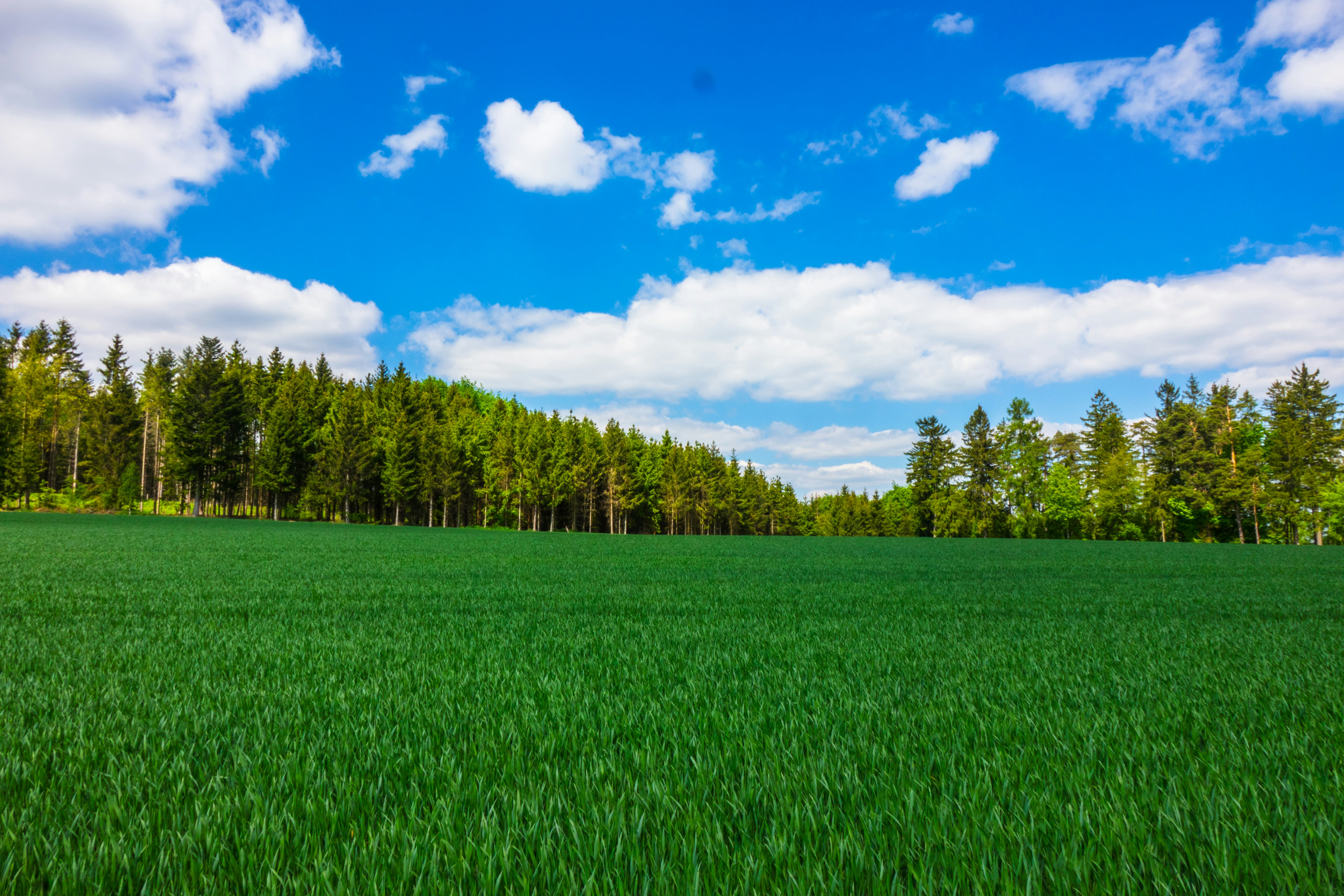 Verdant Horizon: A Vast Green Field Meets a Clear Blue Sky