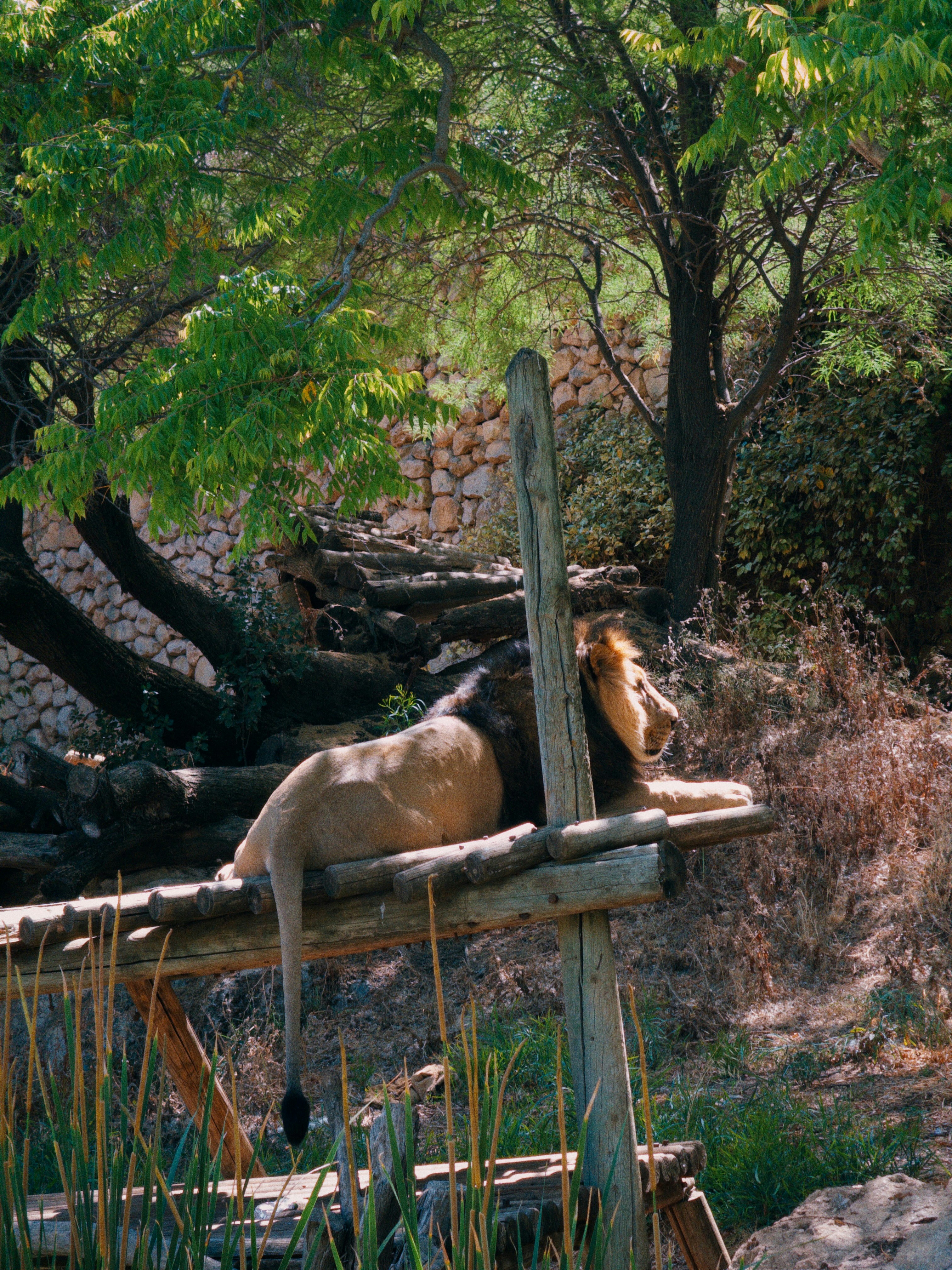 Lion at Rest Among Rustic Barriers