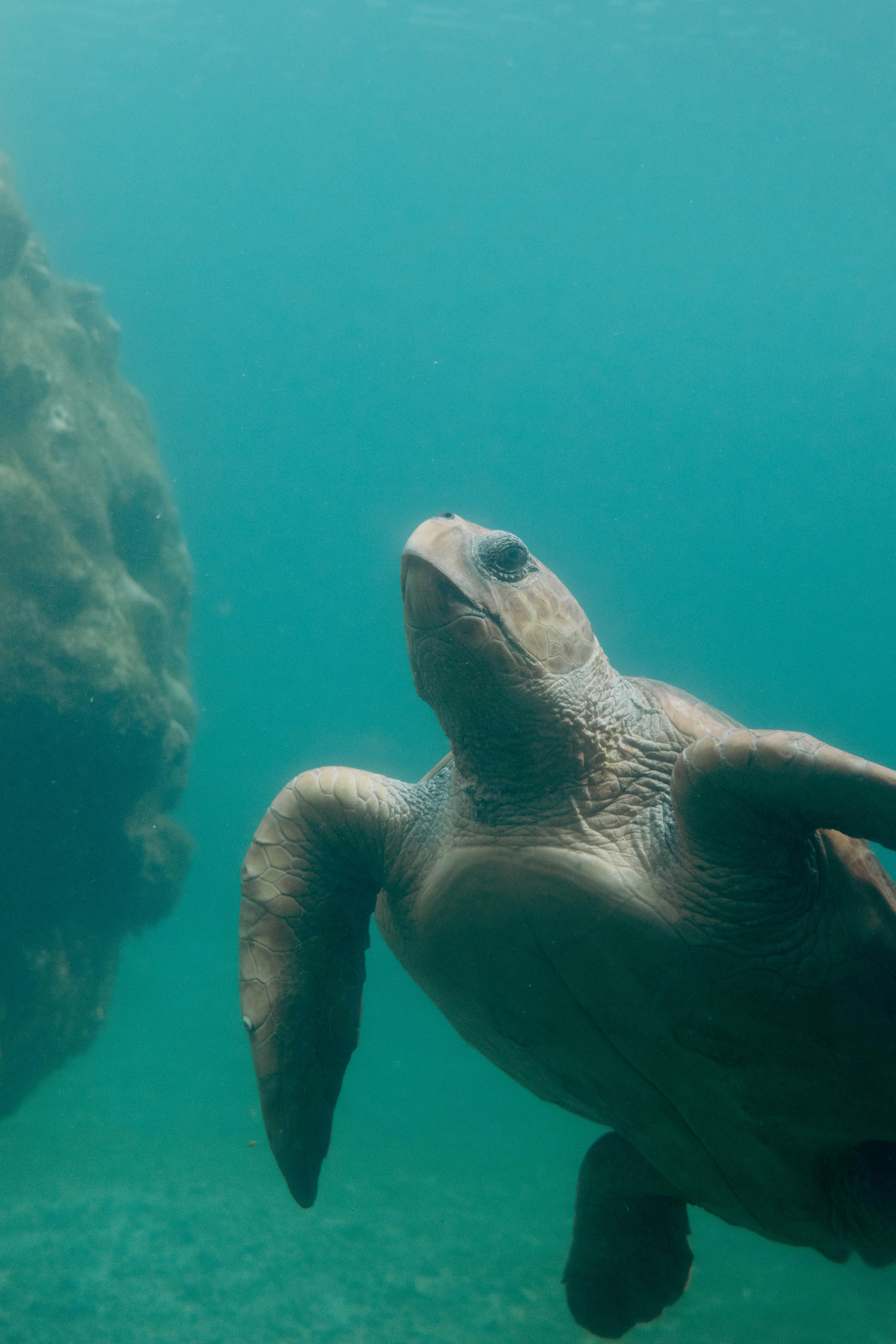 Emerging from the Blue: A Sea Turtle Glides Toward the Surface