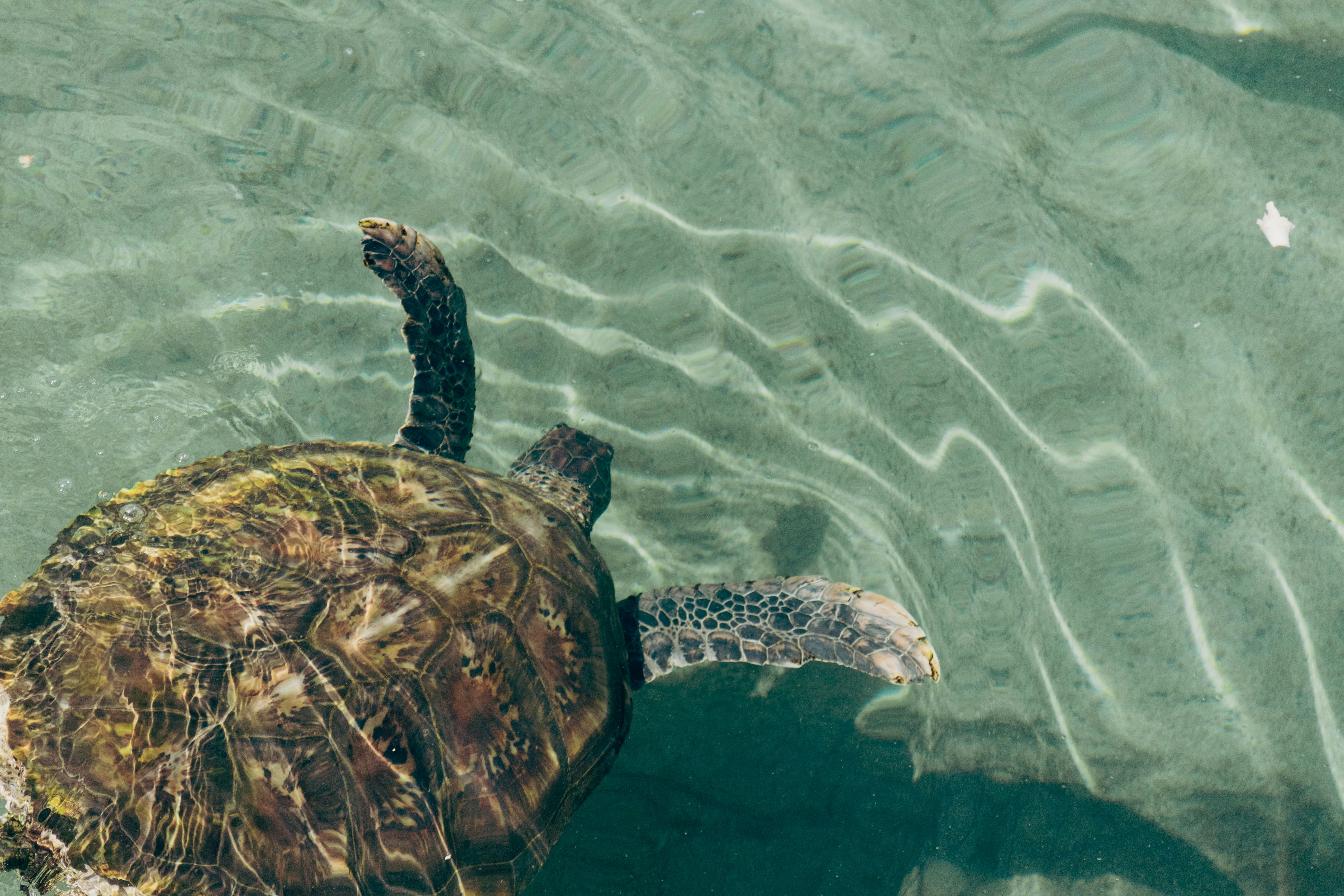 Sea turtle glides beneath sunlit water, its shell and flipper textures visible as light ripples dance on the surface.